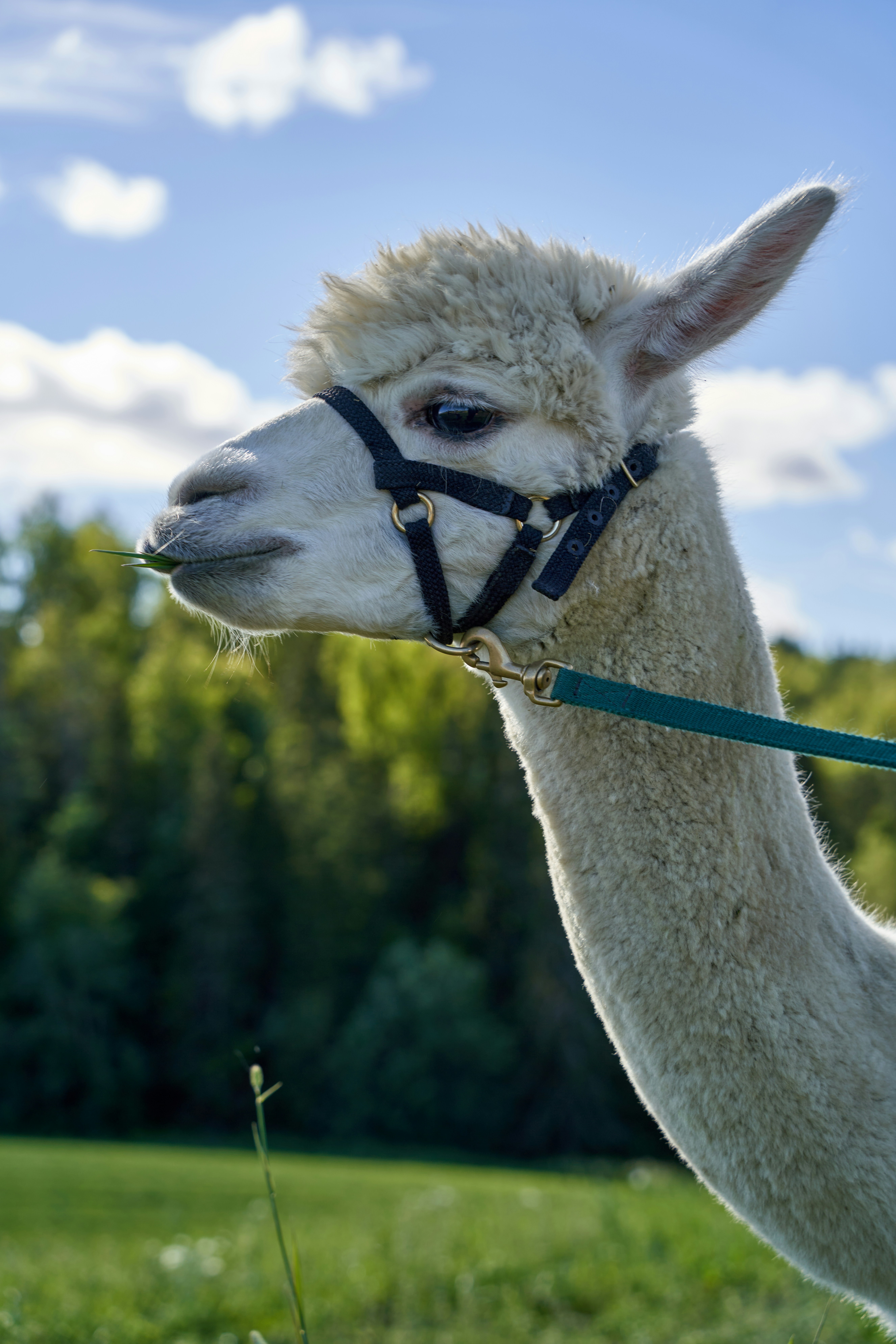 Alpaca in Profile Under a Bright Country Sky