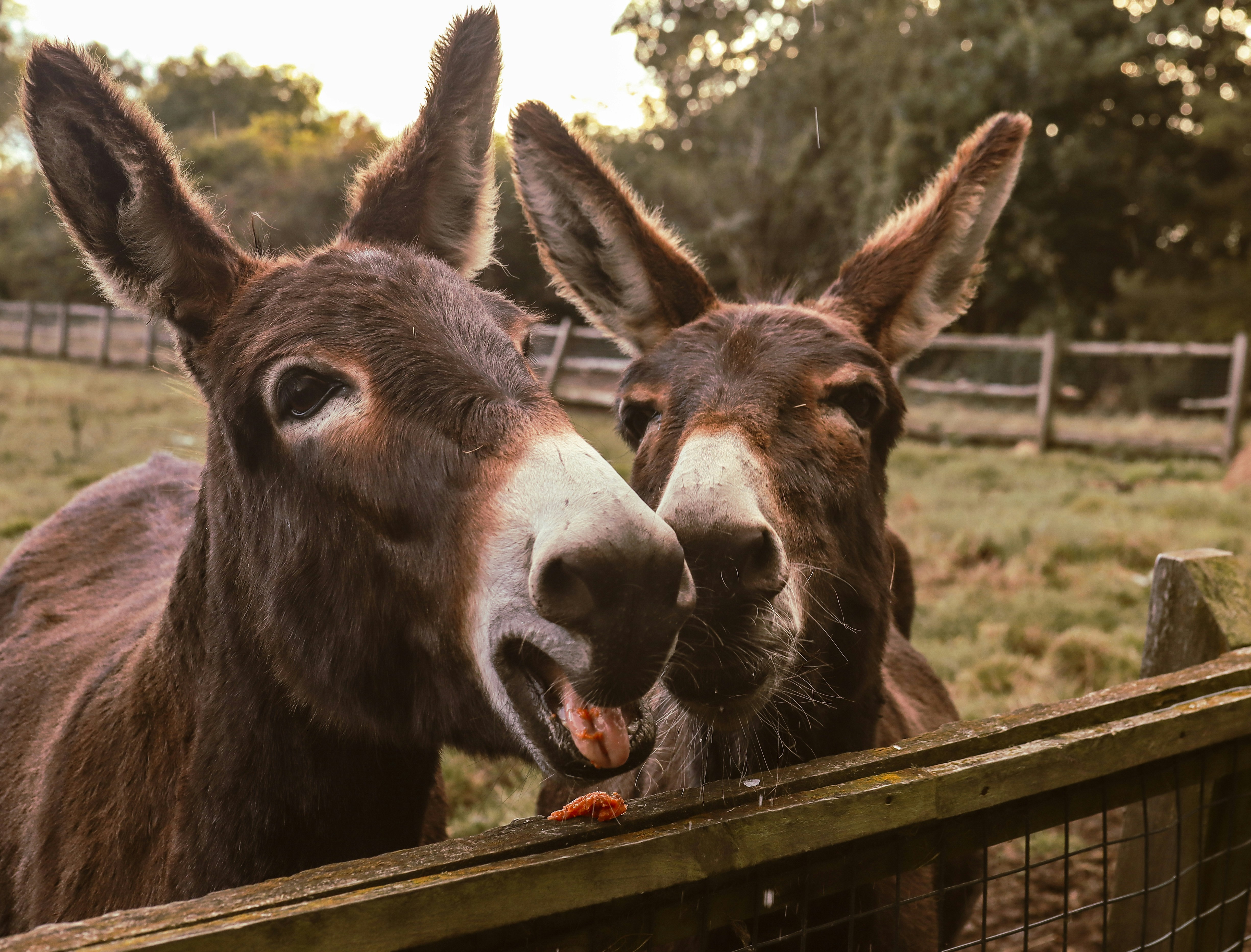 Two donkeys standing next to each other near a fence photo – Free ...