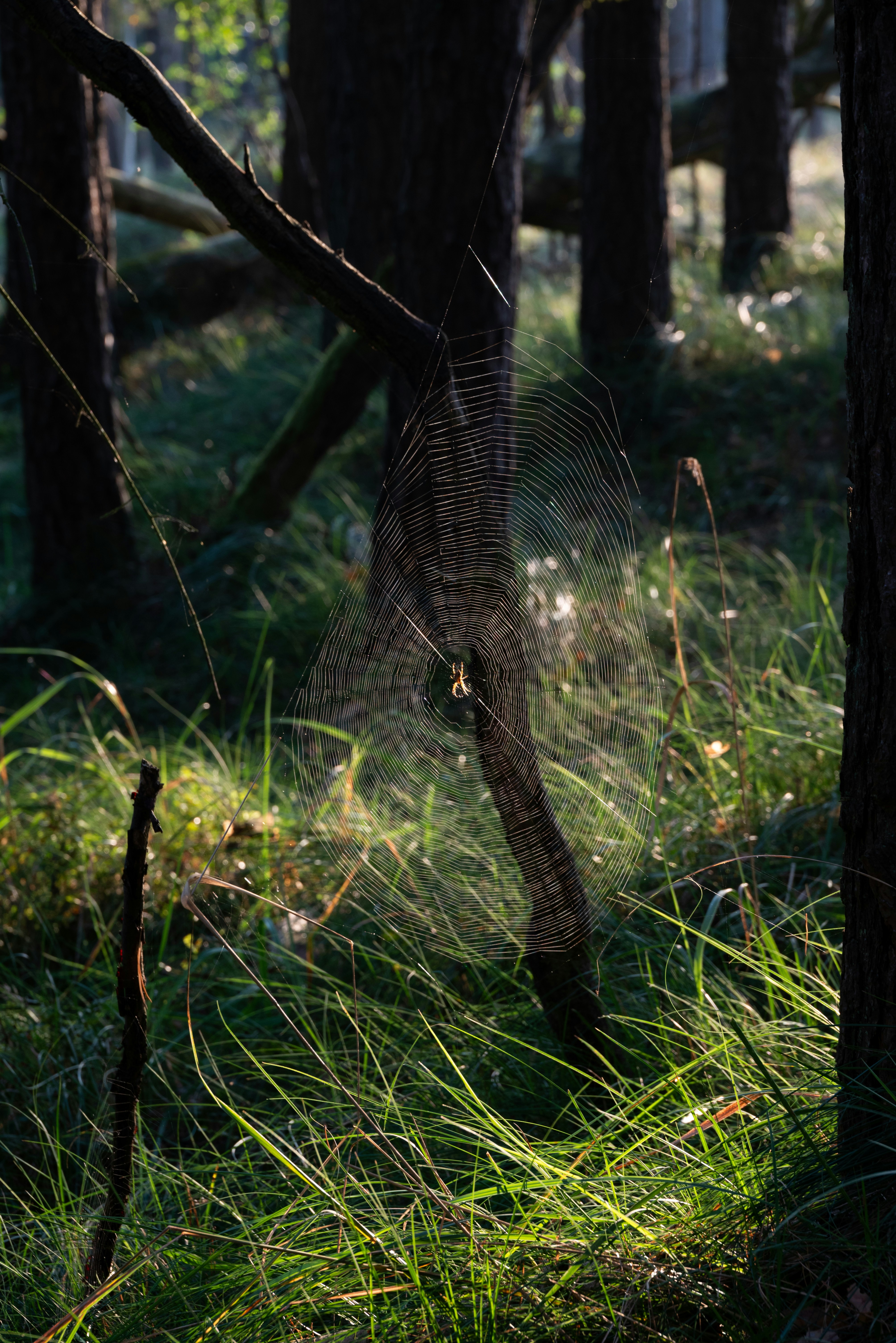 Gossamer in the Glade: Dawn-light Through a Forest Web