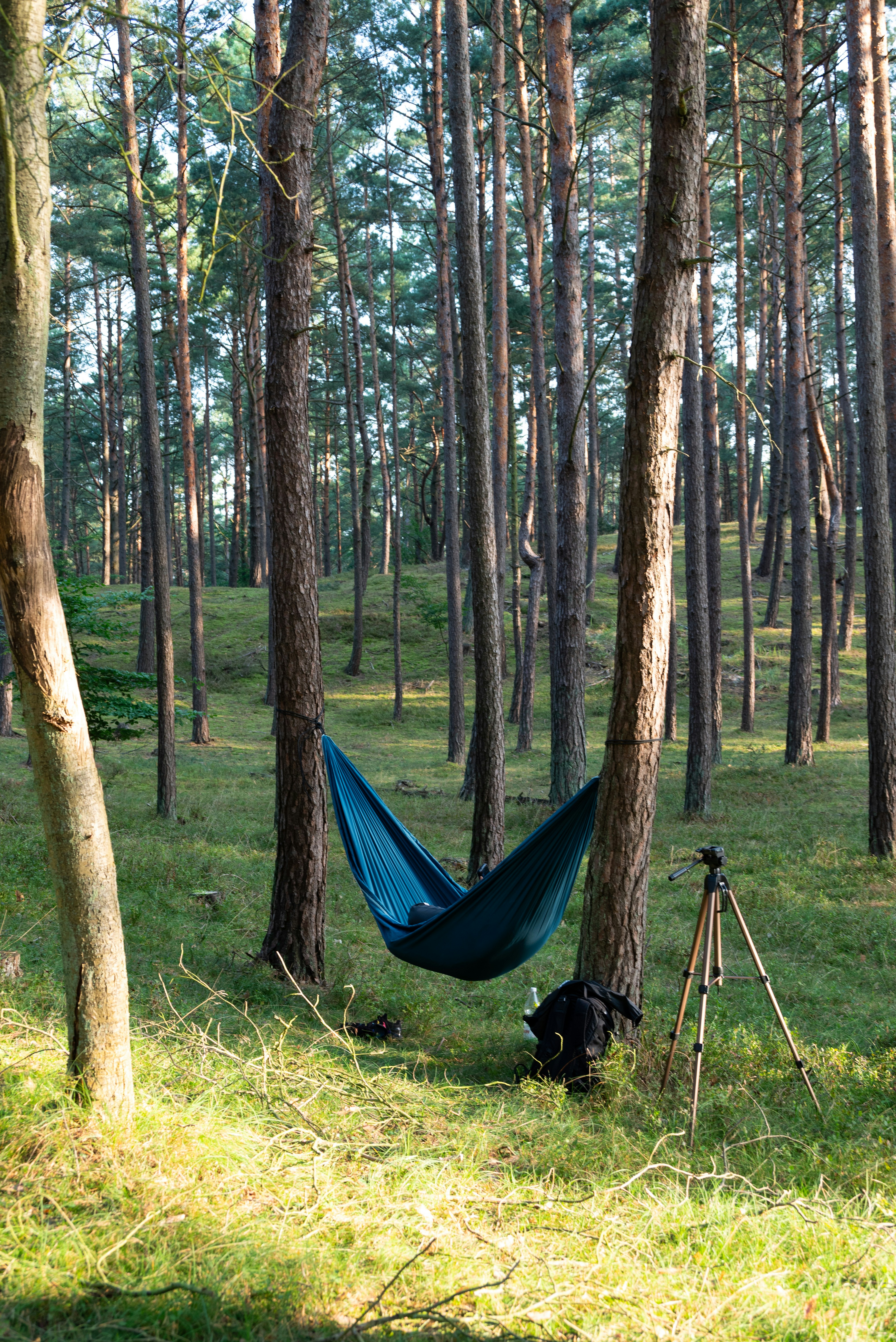 Azure Hammock Between Pine Trunks in Dappled Forest Light