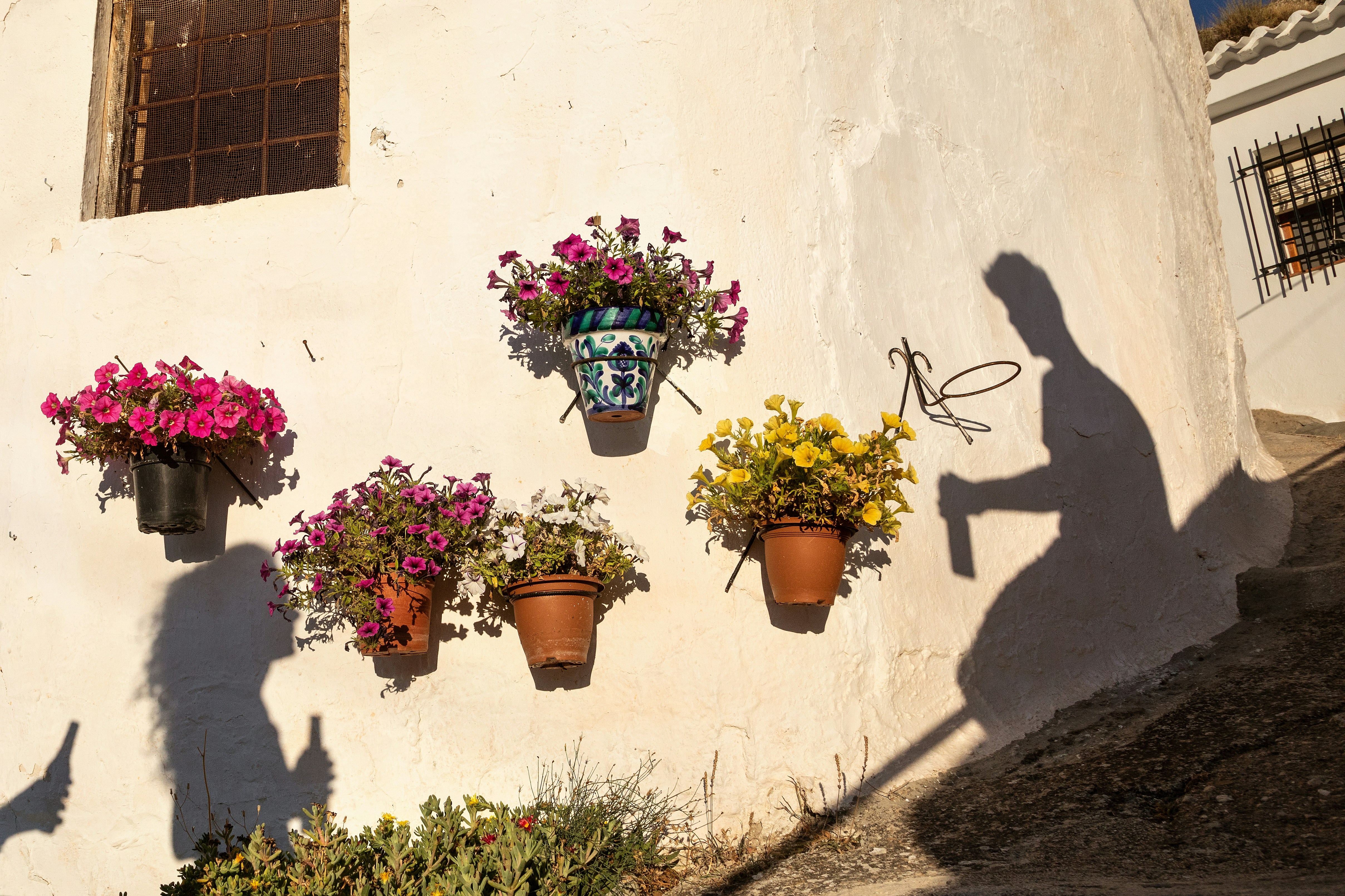 Blue Pot Bloom on a Sunlit White Wall: Shadow Play and Veranda Blooms
