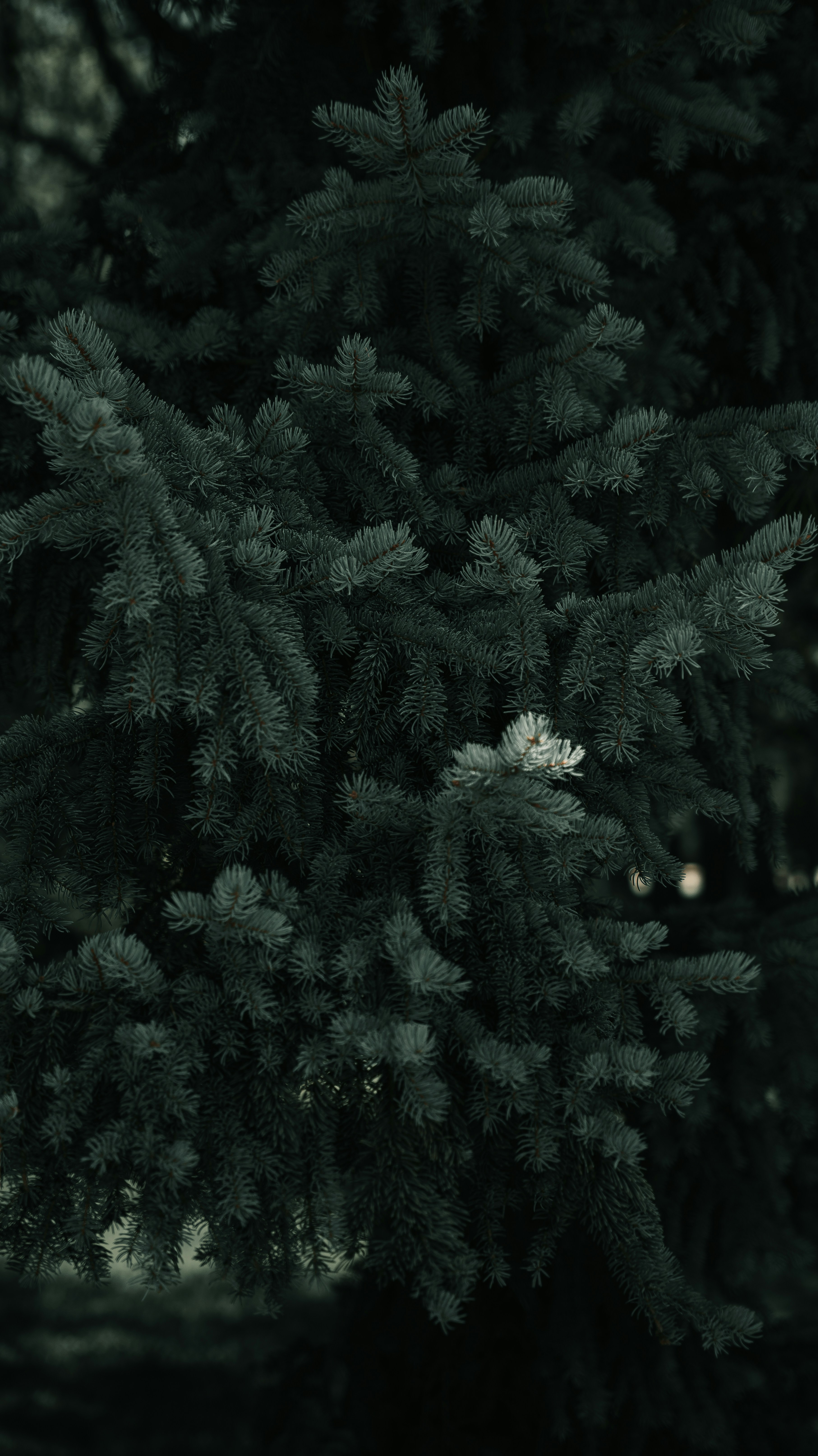 Lone Light on a Pine Bough in Deep Shade