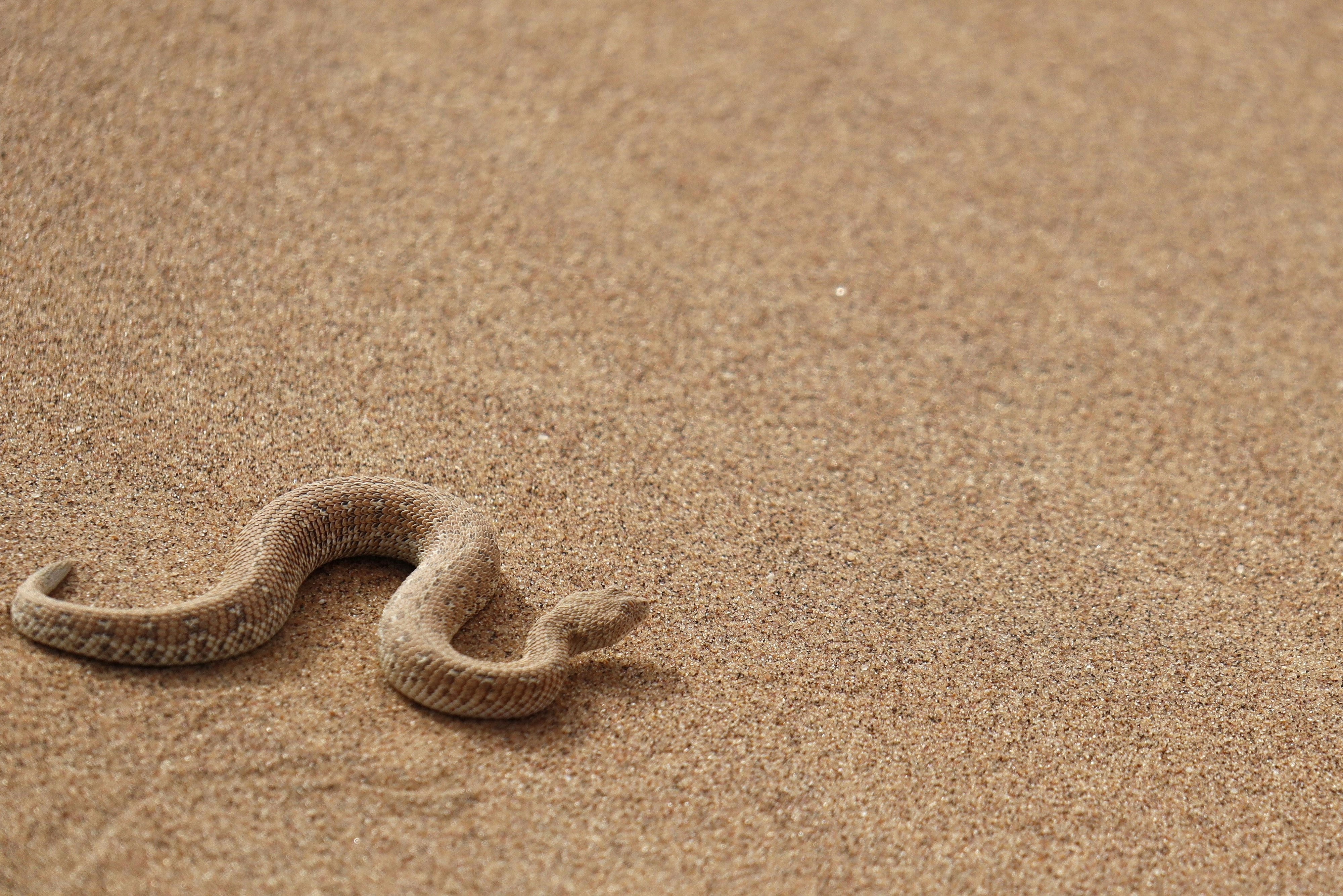 A snake is laying in the sand on the beach photo – Free Animal Image on ...