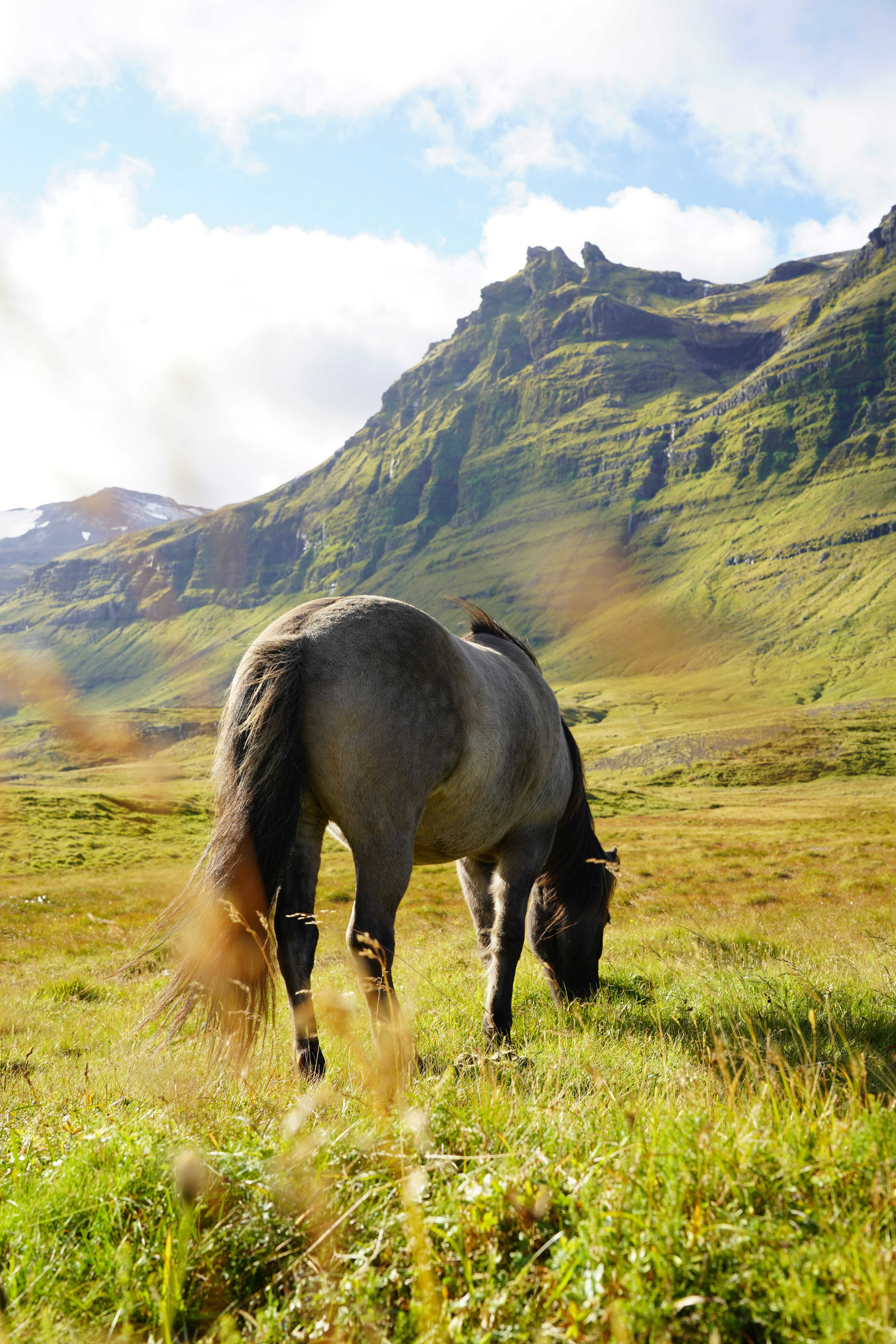Grazing in Emerald Valleys Beneath Rugged Icelandic Peaks