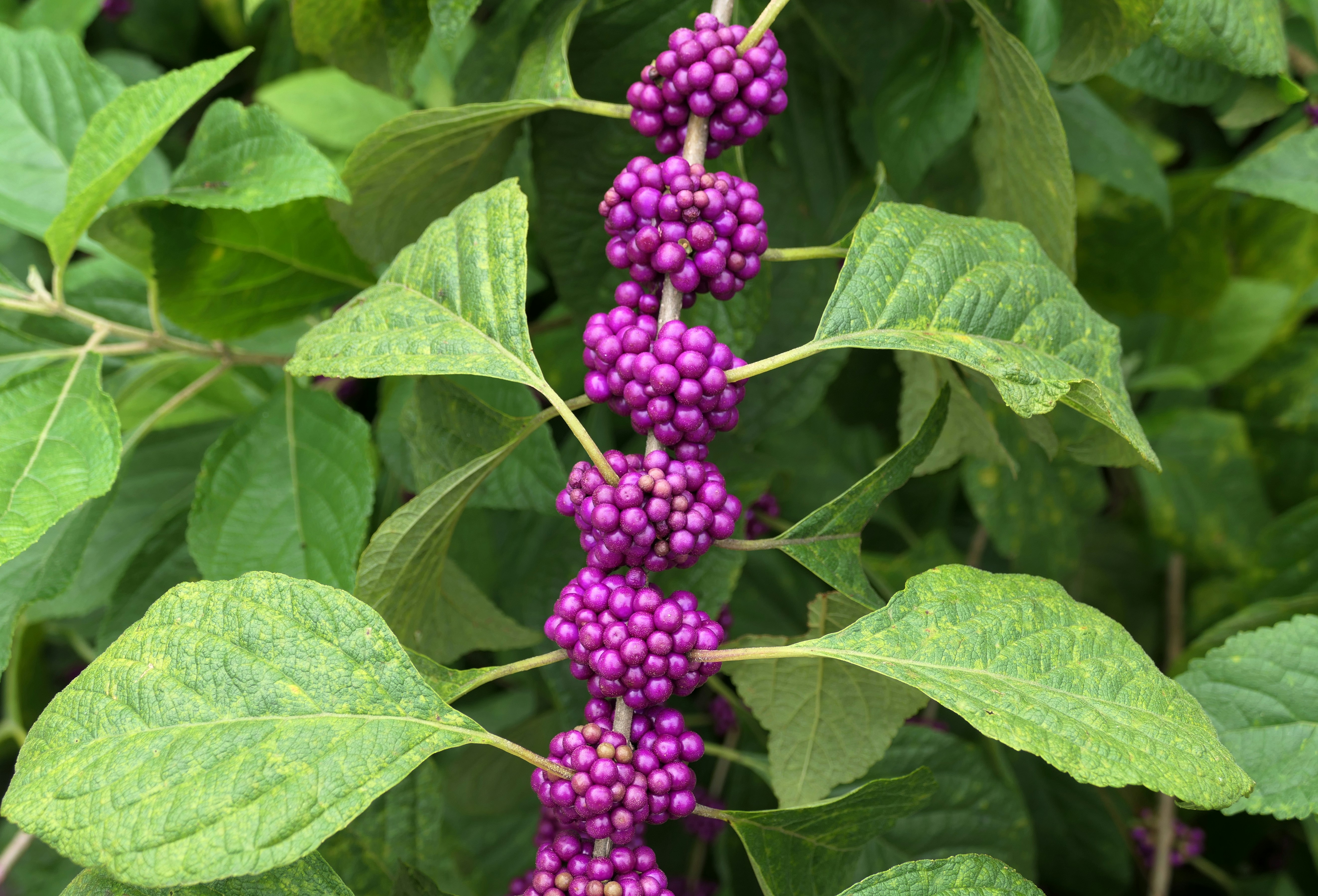 The purple berries of the American Beauty Berry shrub.