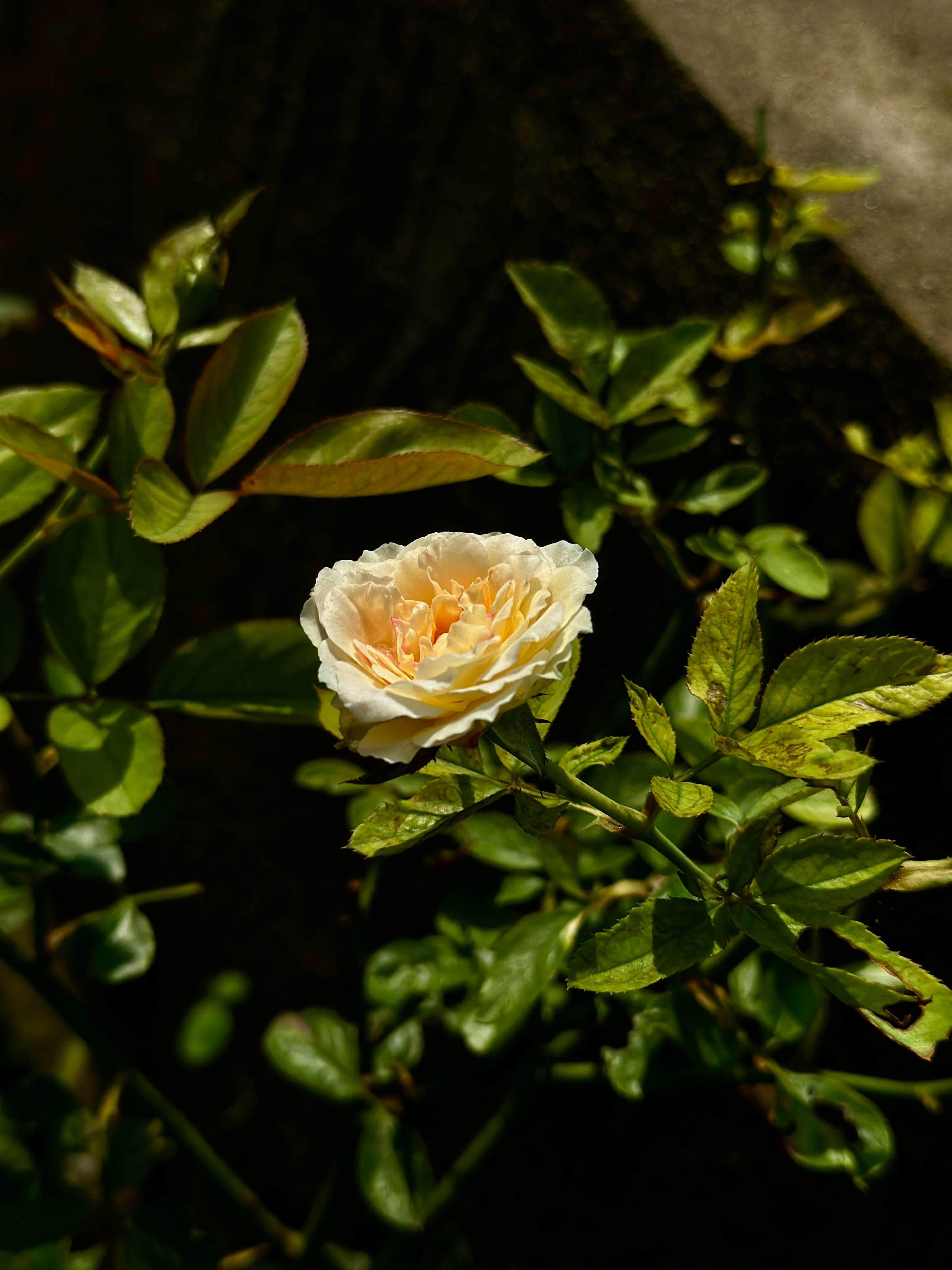 Dappled Sunlight Illuminates a Peach Garden Rose