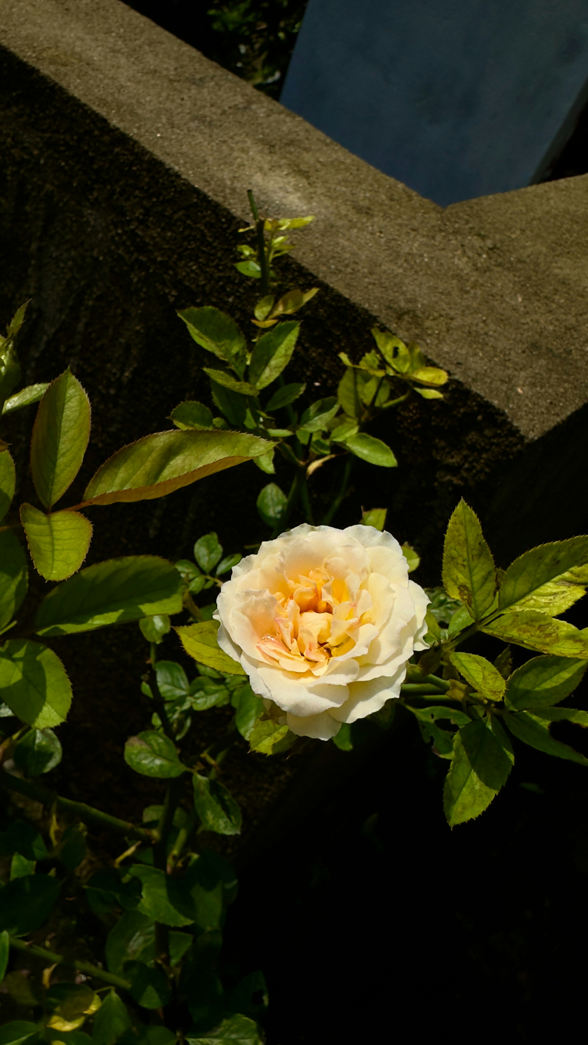 Peach-Cream Bloom on a Sunlit Concrete Edge