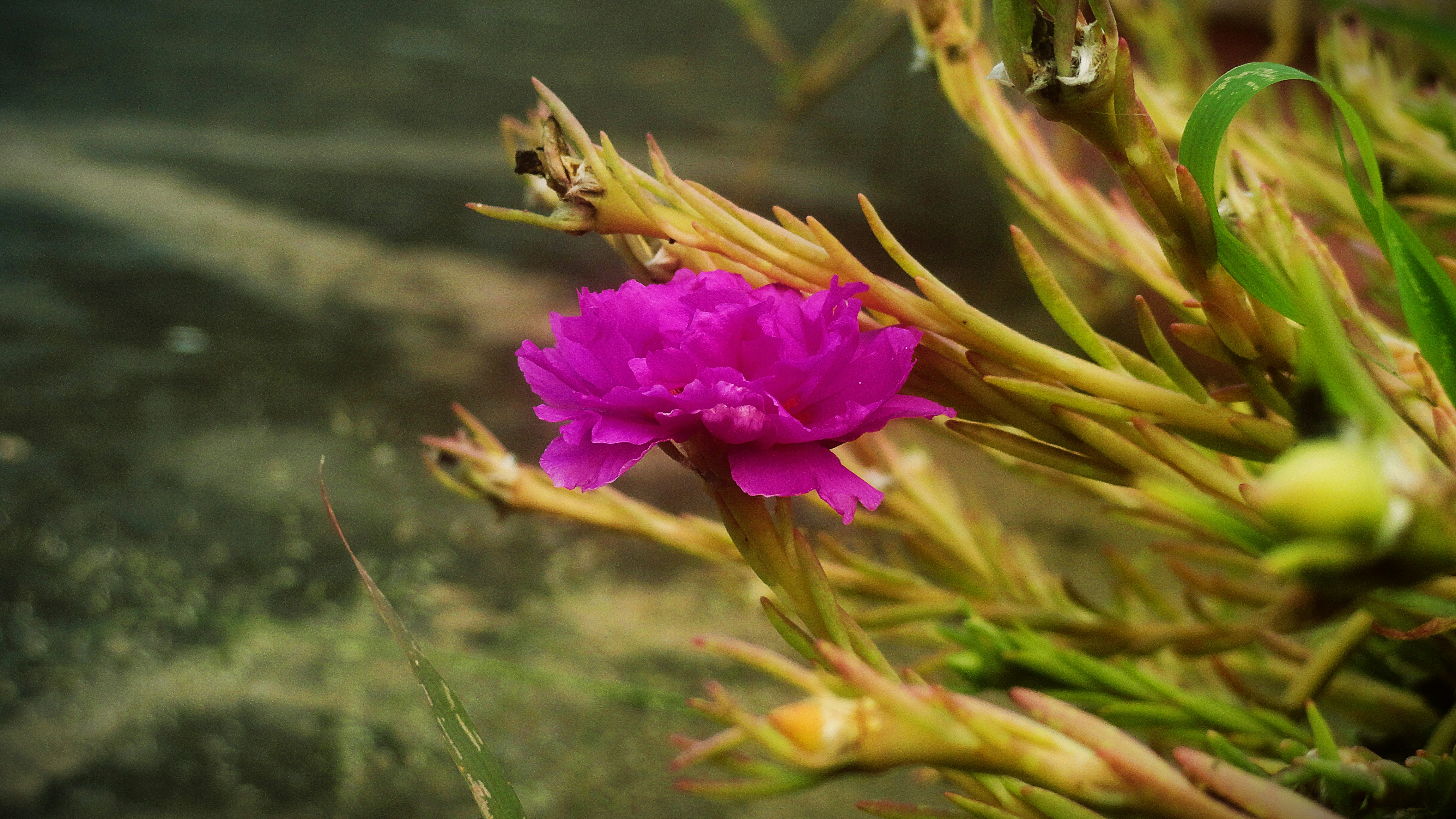 A vivid magenta flower sits among brown thorny stems with a blurred water backdrop, captured in a close-up photograph.