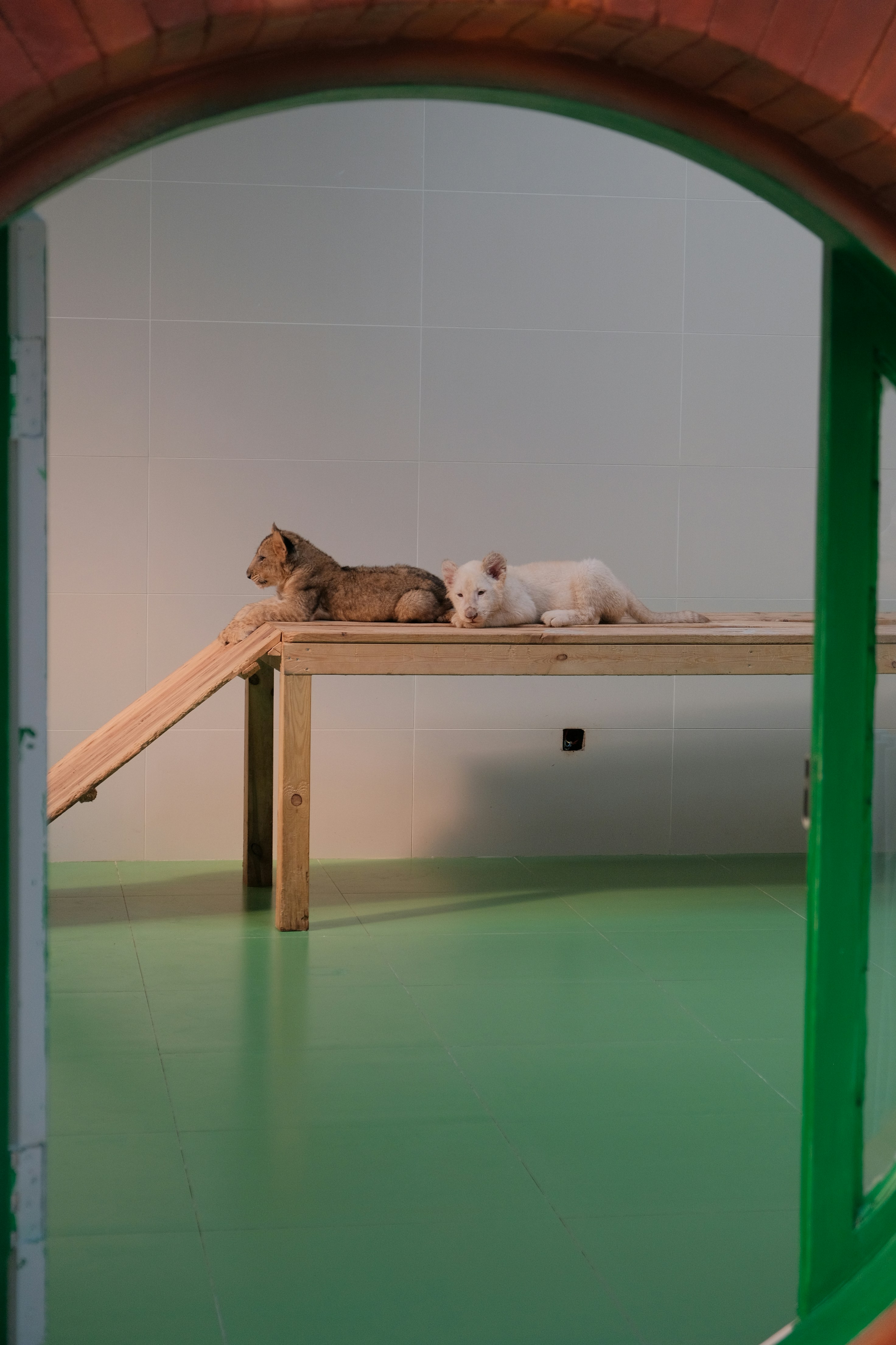Two sleepy puppies on a sunlit wooden platform framed by a green doorway