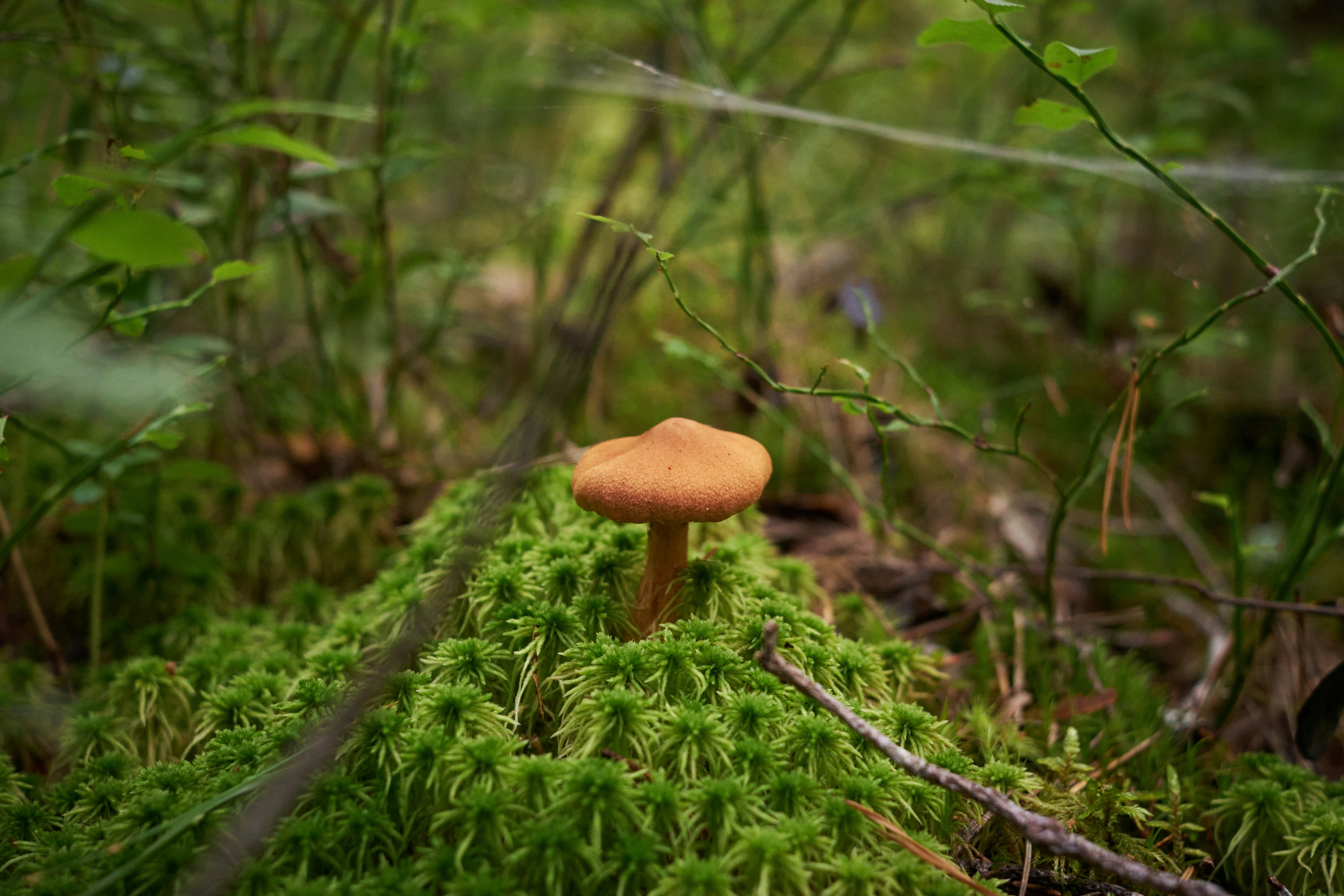 Photo by Ilnur with Fujifilm X-T30 II