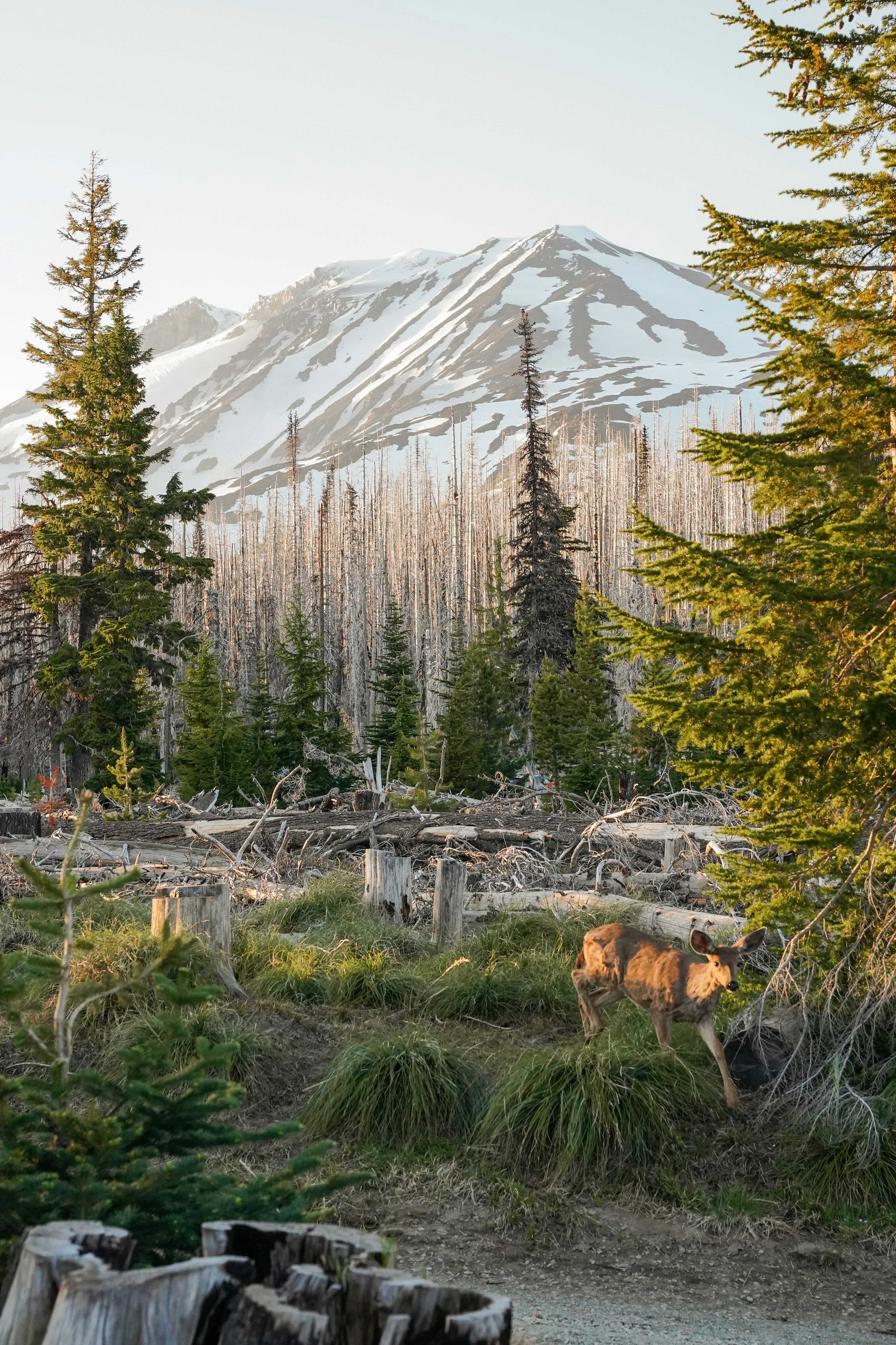 Grazing Deer Amid Snowbound Peaks