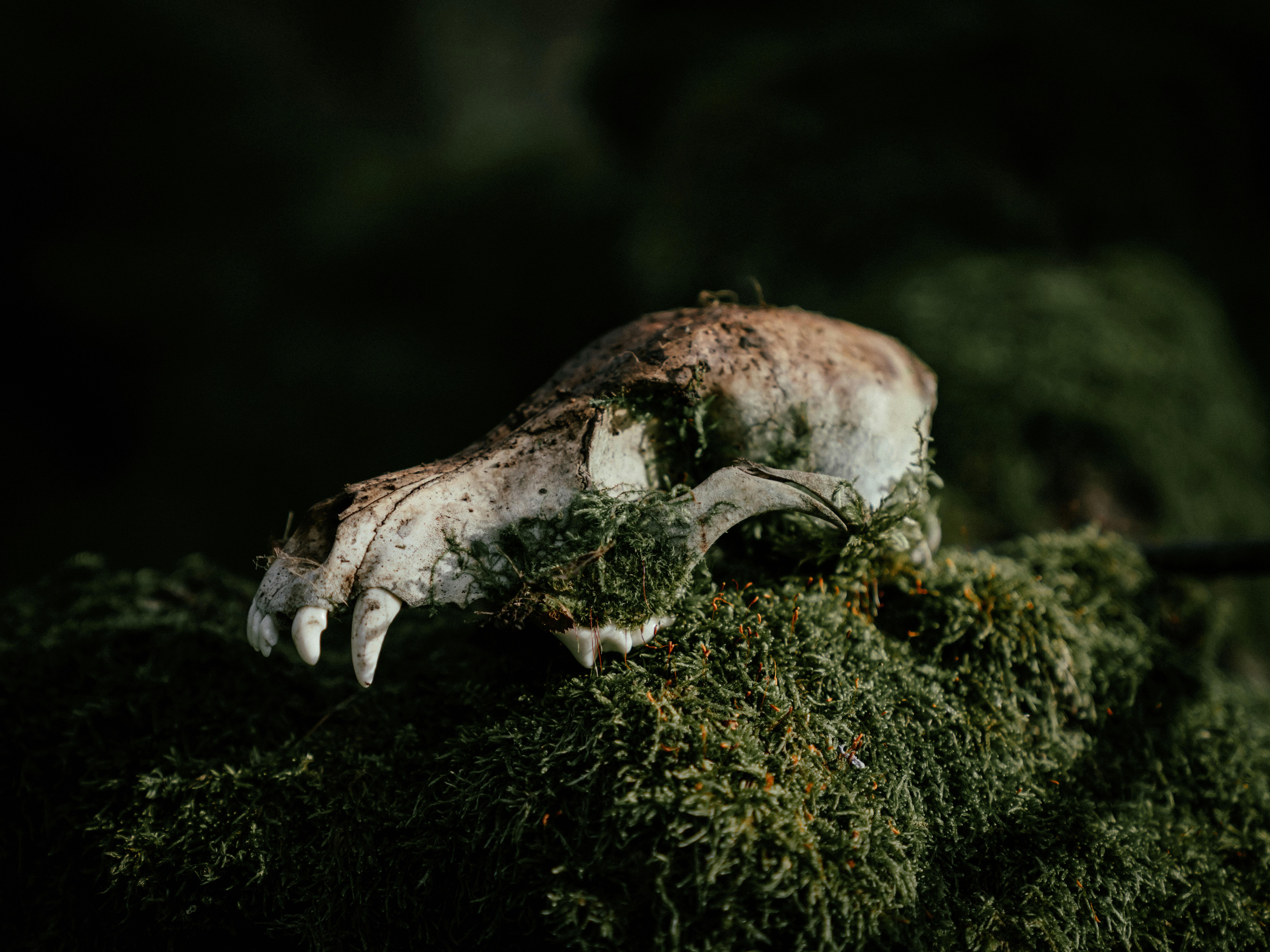 A close up of a small animal on a mossy surface photo – Free Animal ...