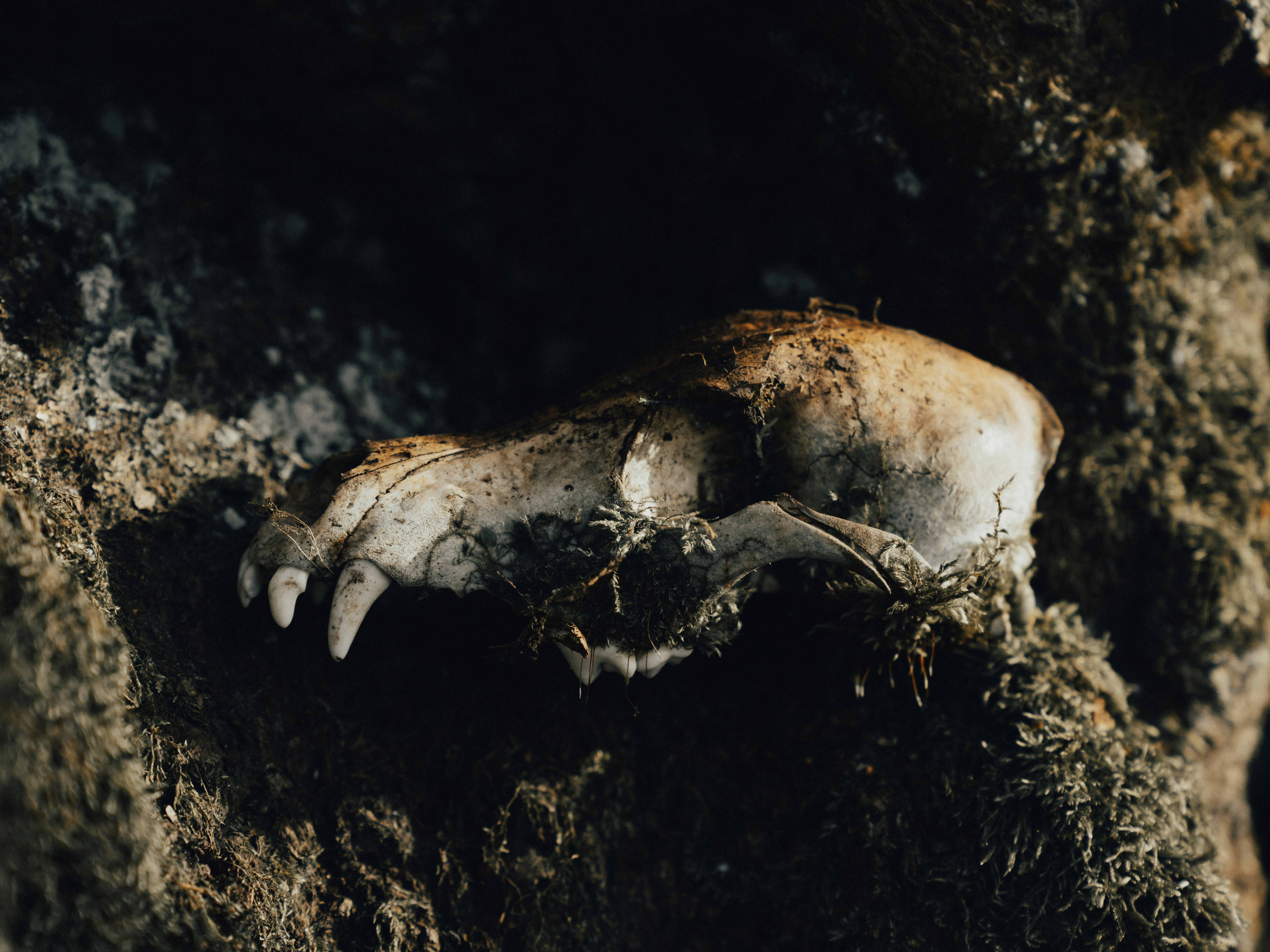 Mossbound Skull: Quiet Remains of a Forest Predator