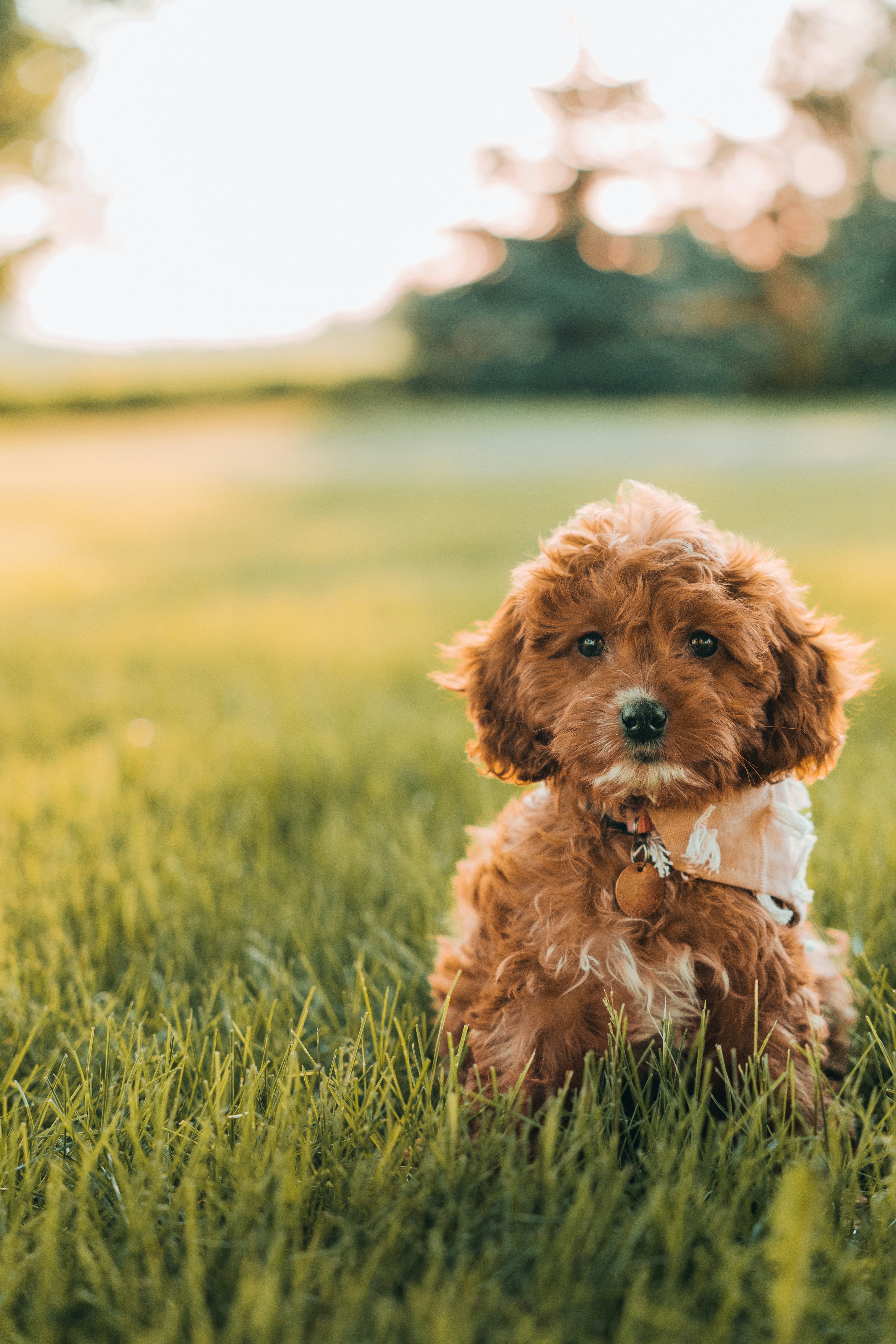 A small brown dog sitting in the grass photo – Free Animal Image on ...