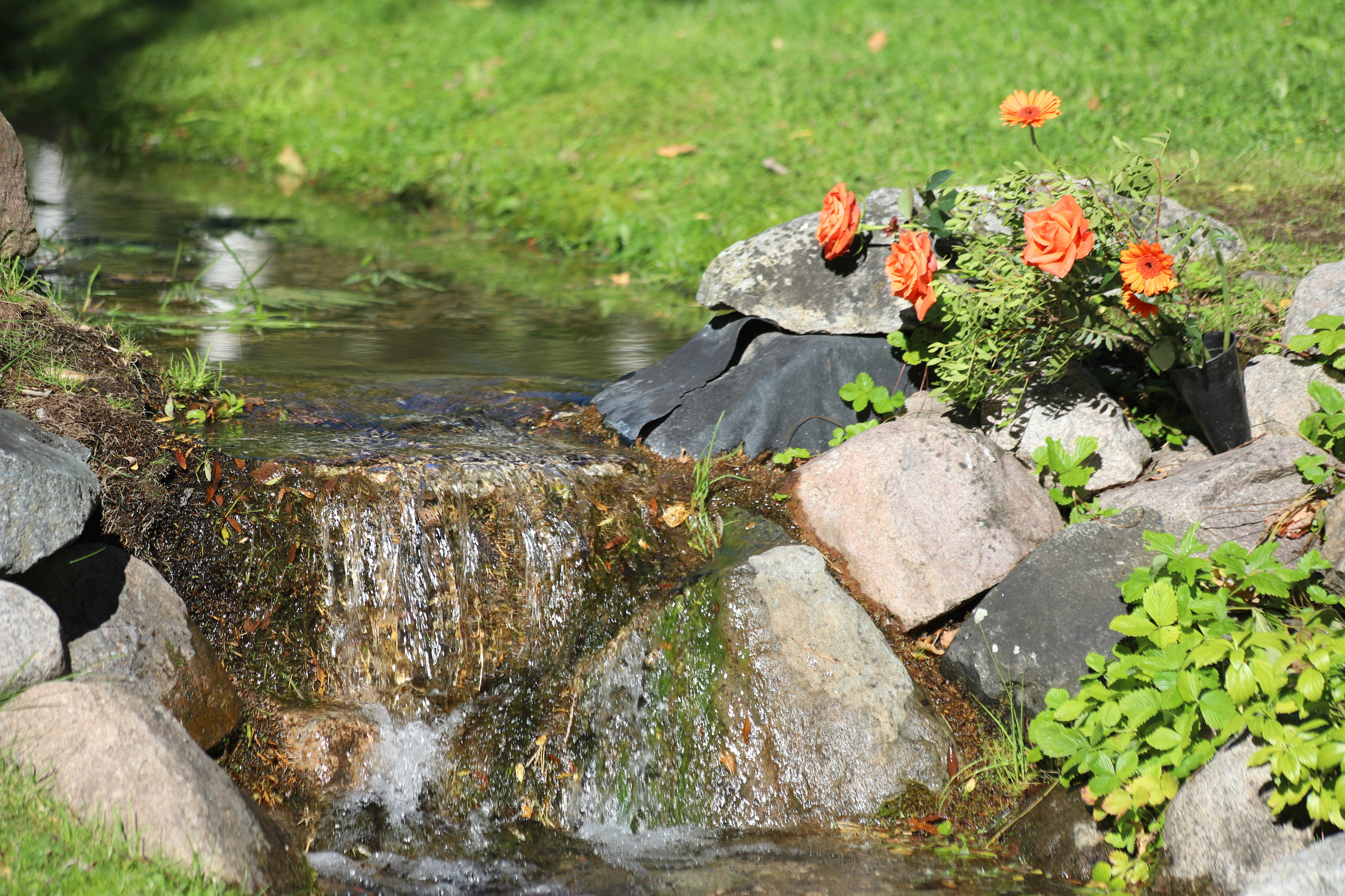 Amber Blooms Crown a Quiet Rock Cascade