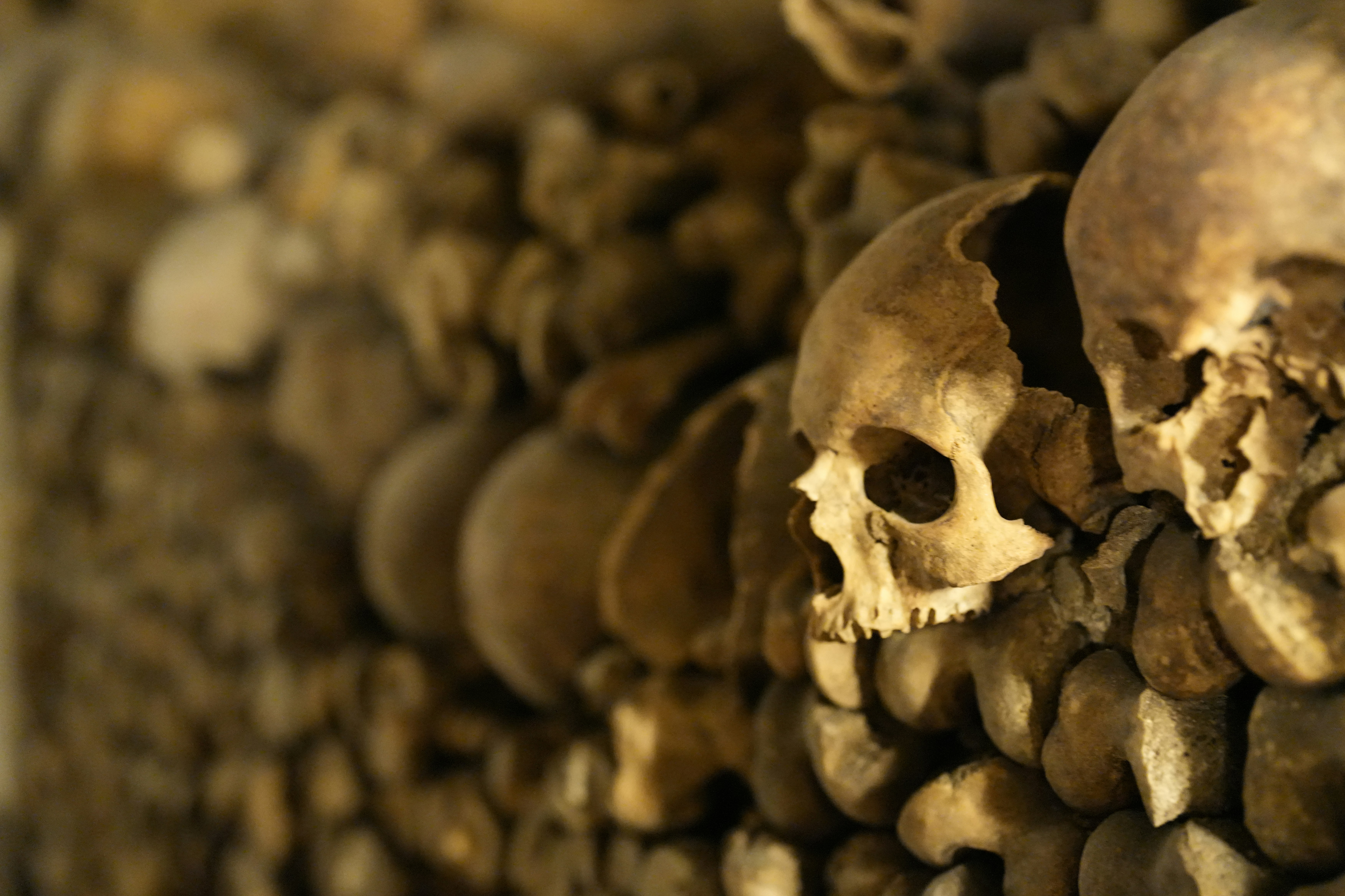 A bunch of skulls stacked on top of each other photo – Free Paris Image ...
