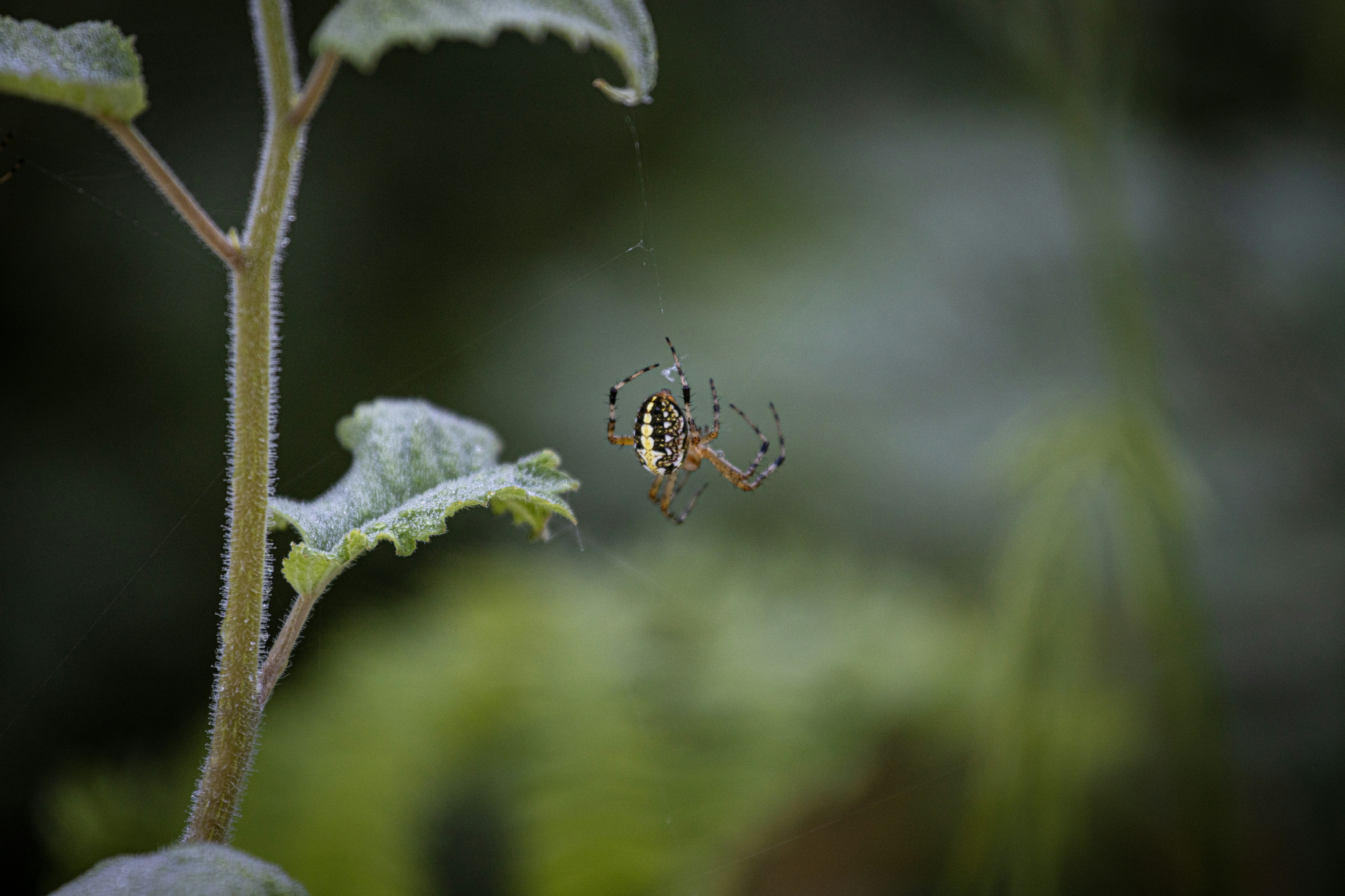 Dew-Dusted Spider on a Frosted Leaf: A Micro Garden Moment