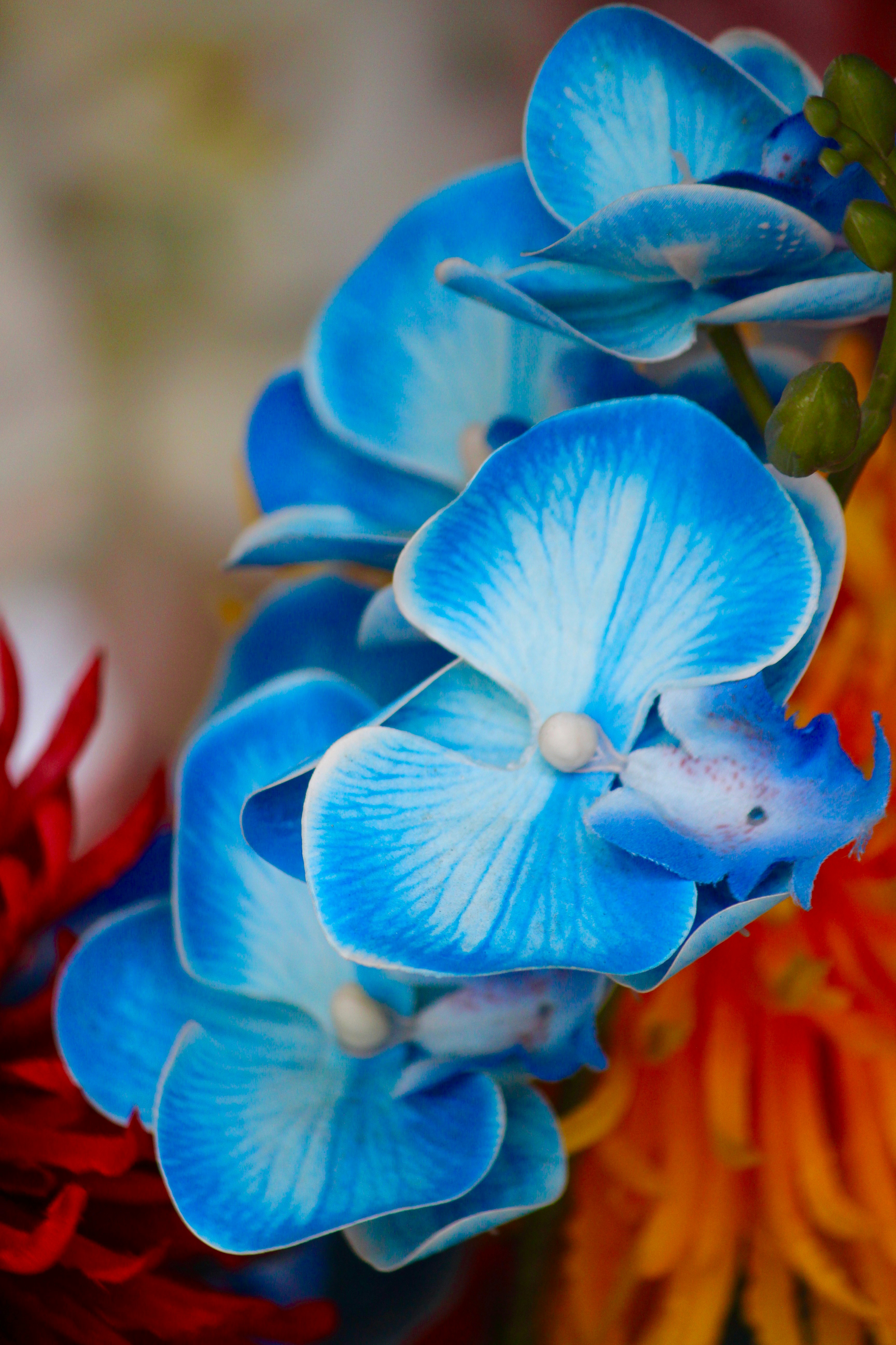 Azure Hydrangea Cascade Against a Warm Blur
