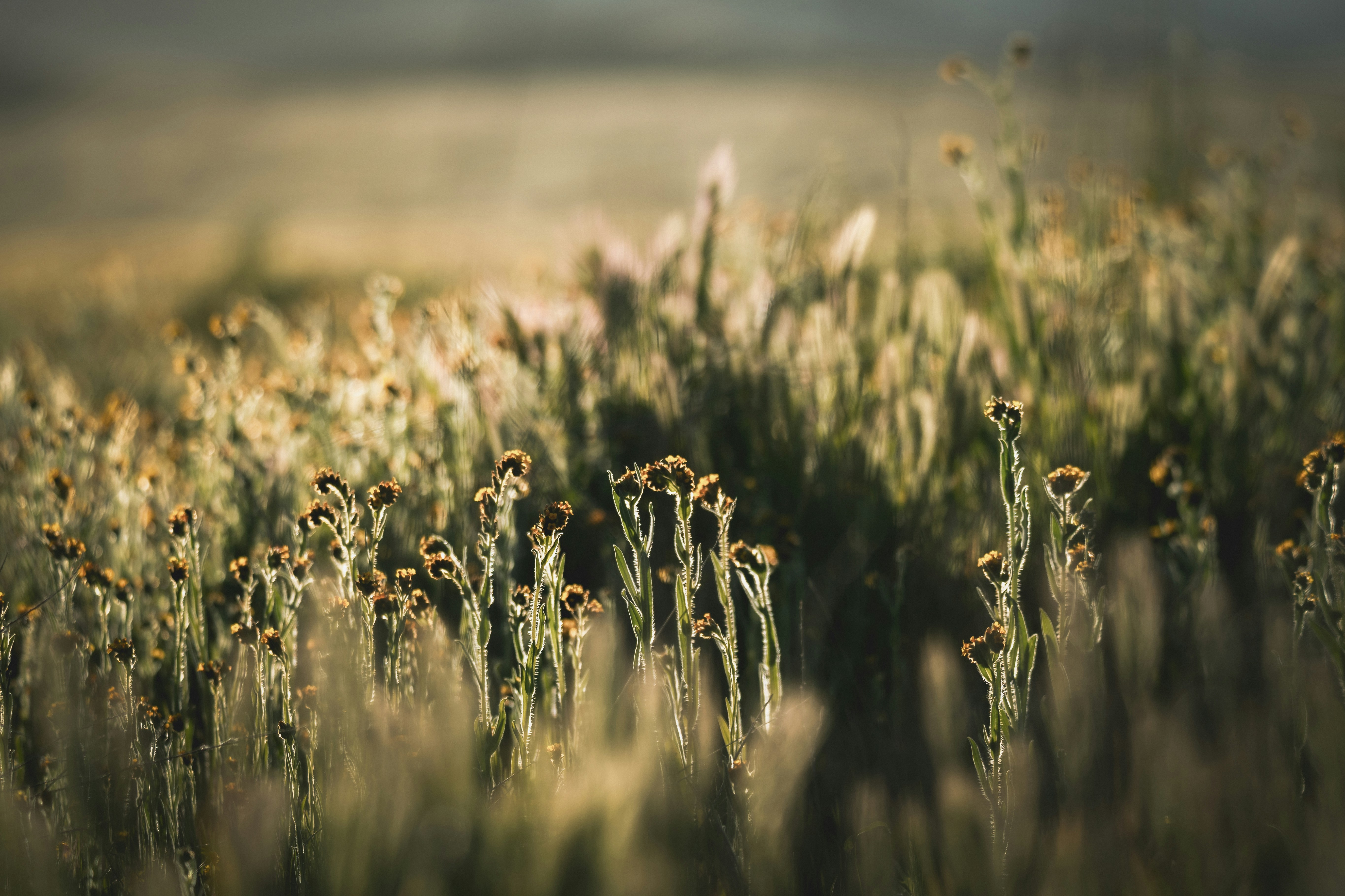 Sunlit wildflowers in a serene meadow under soft, warm light.
