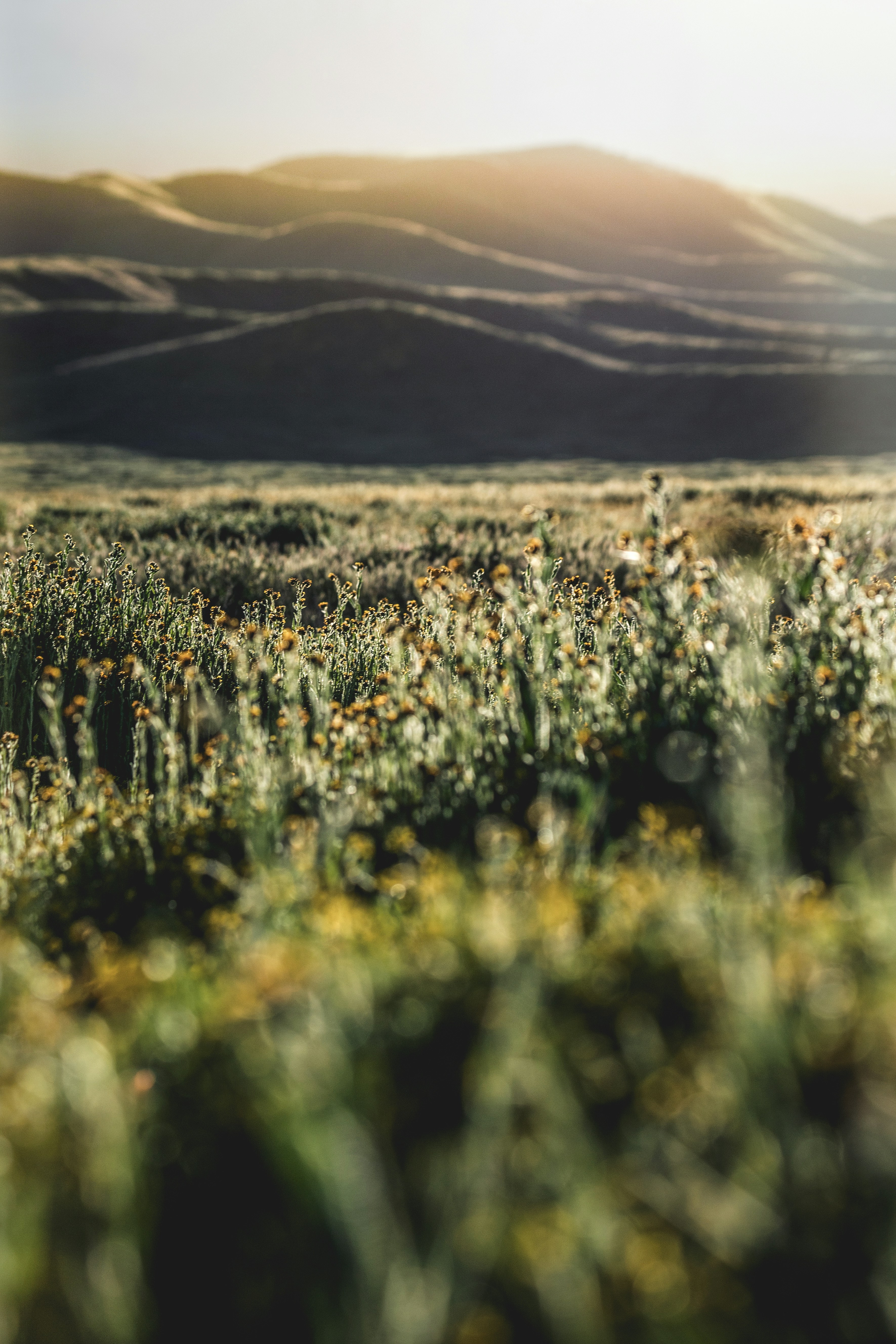 Wildflowers in focus with undulating hills in the background under soft, golden sunlight.
