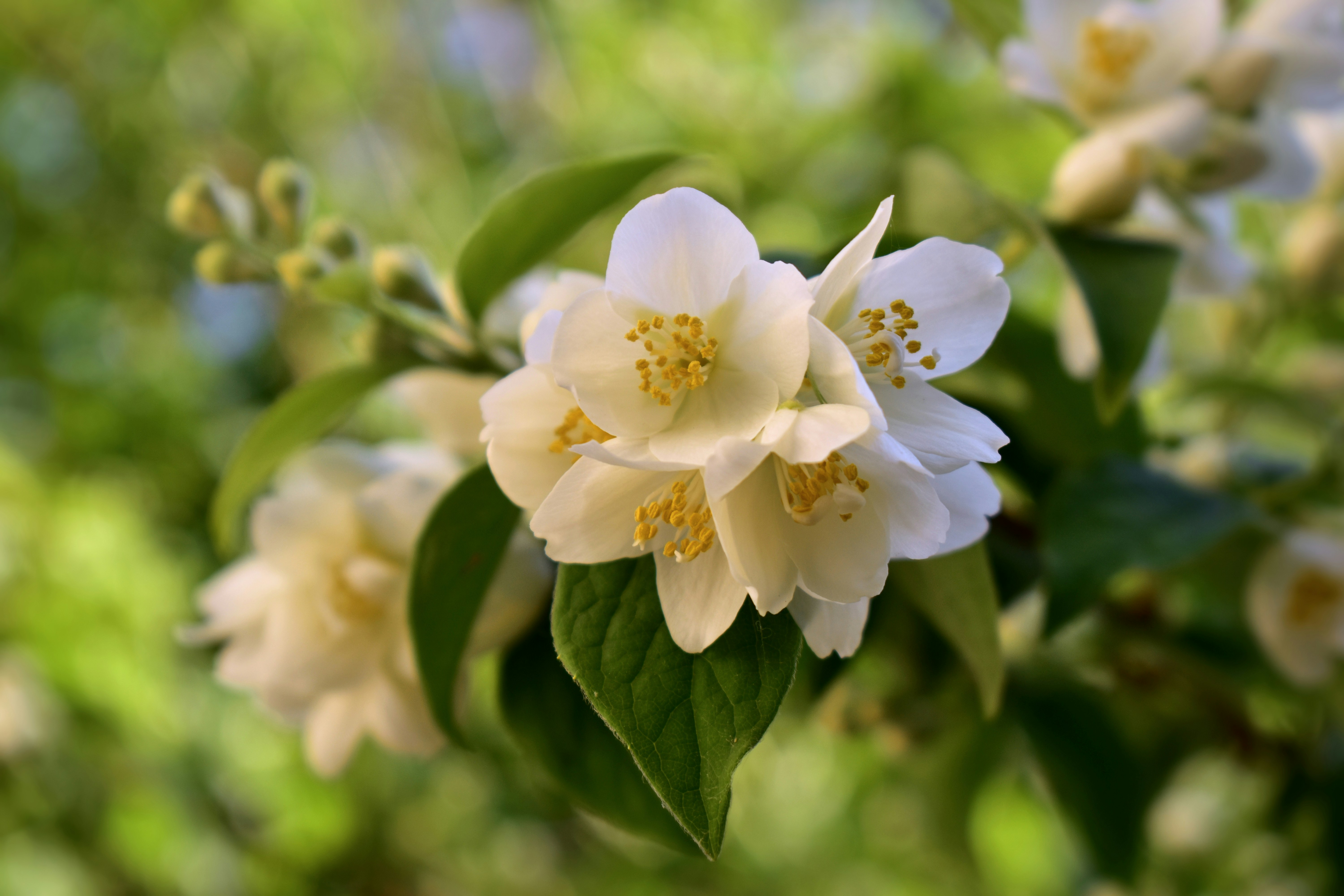 A close up of a flower on a tree