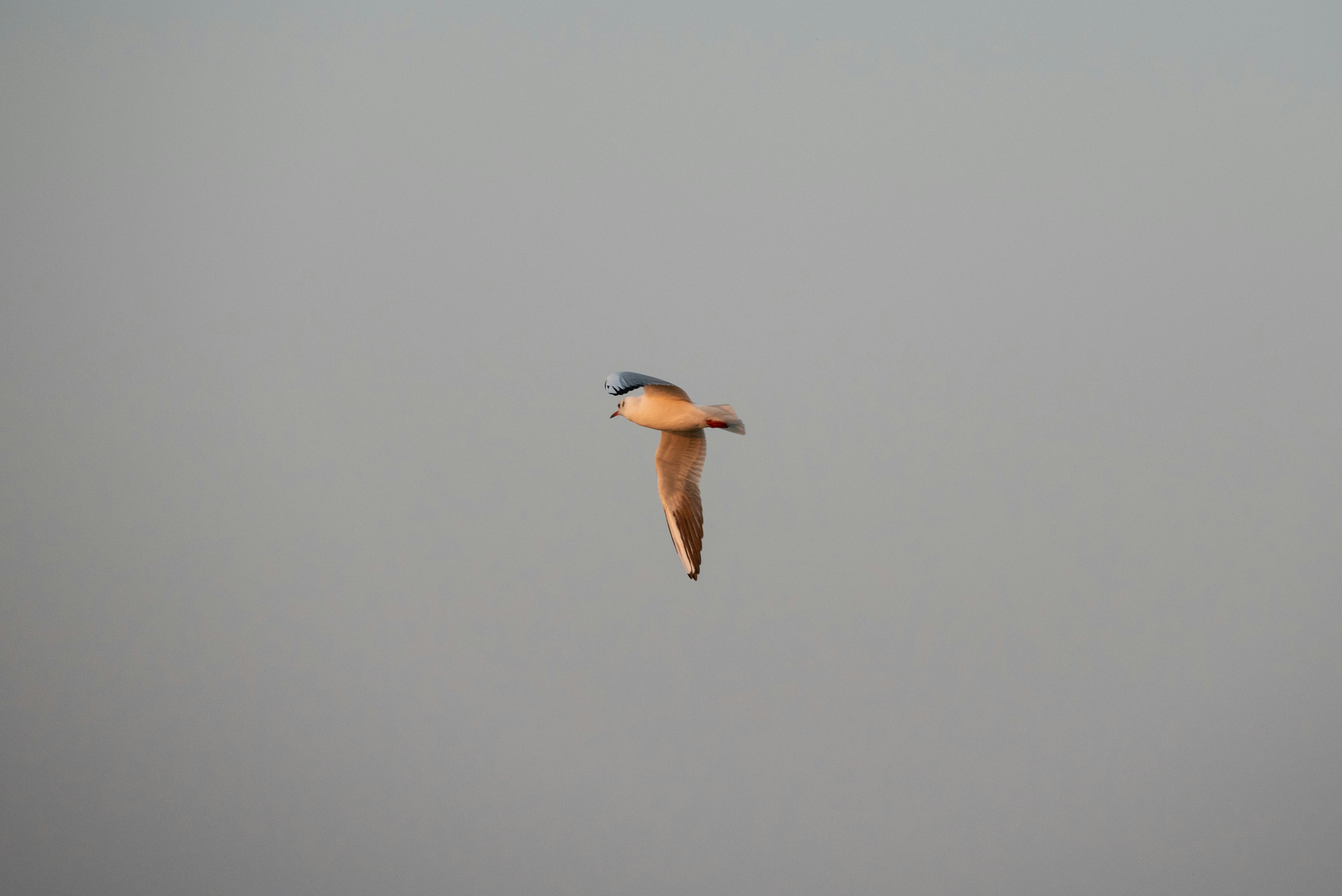 Mid‑Air Glide: A Seabird in Quiet Ascent