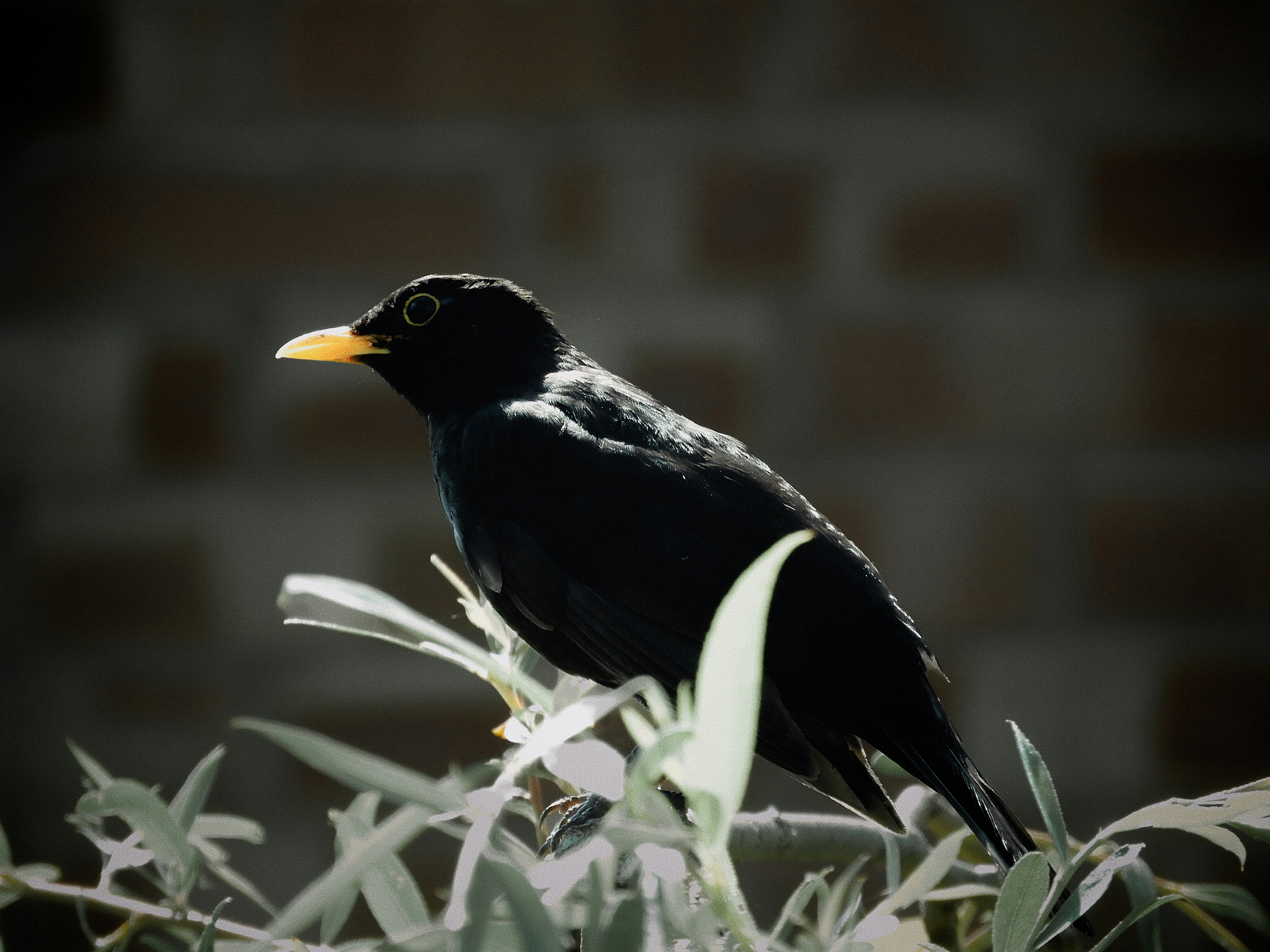 A black bird sitting on top of a tree branch photo – Free Leek Image on ...