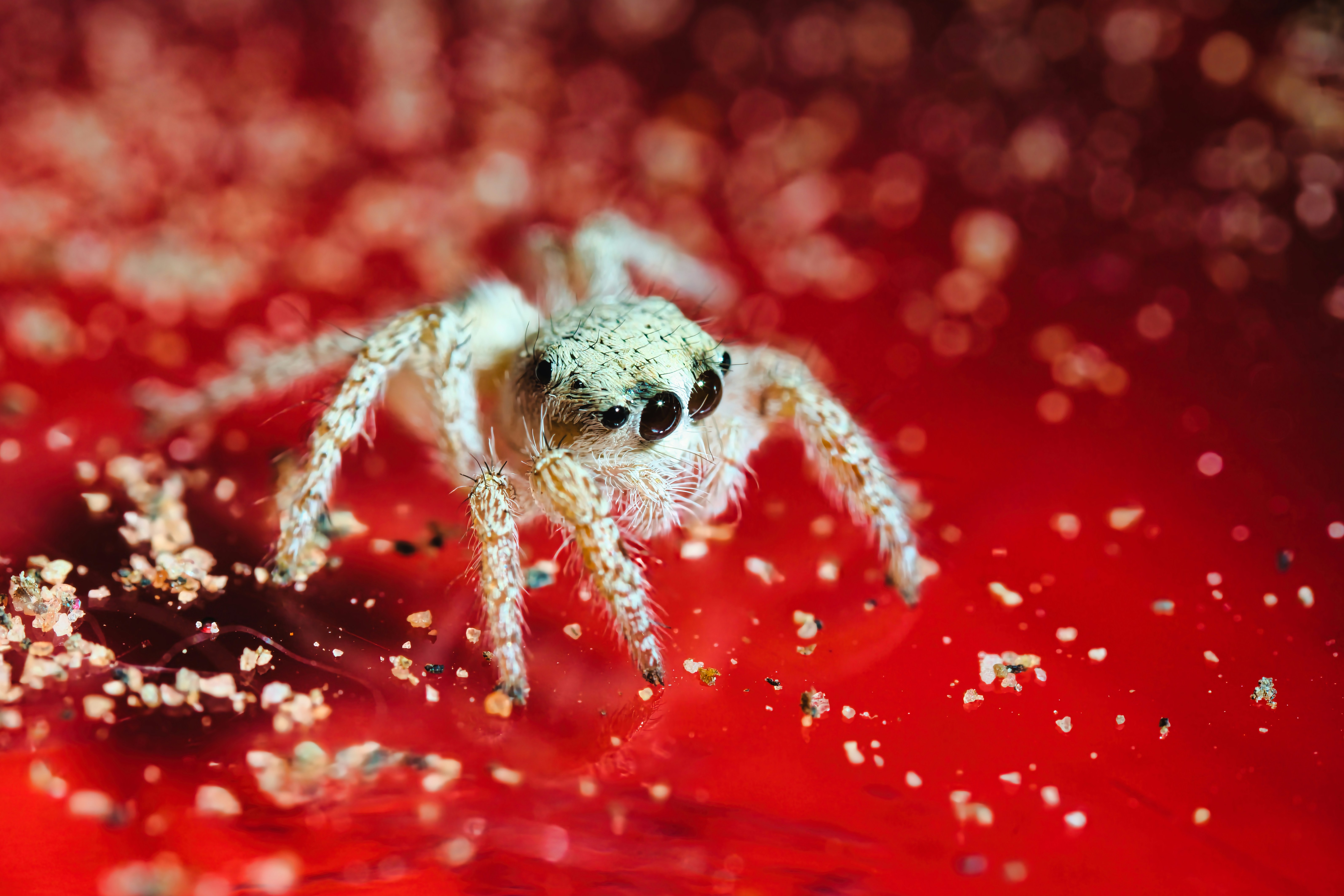 Crimson Microstage: A Jumping Spider on a Ruby Surface