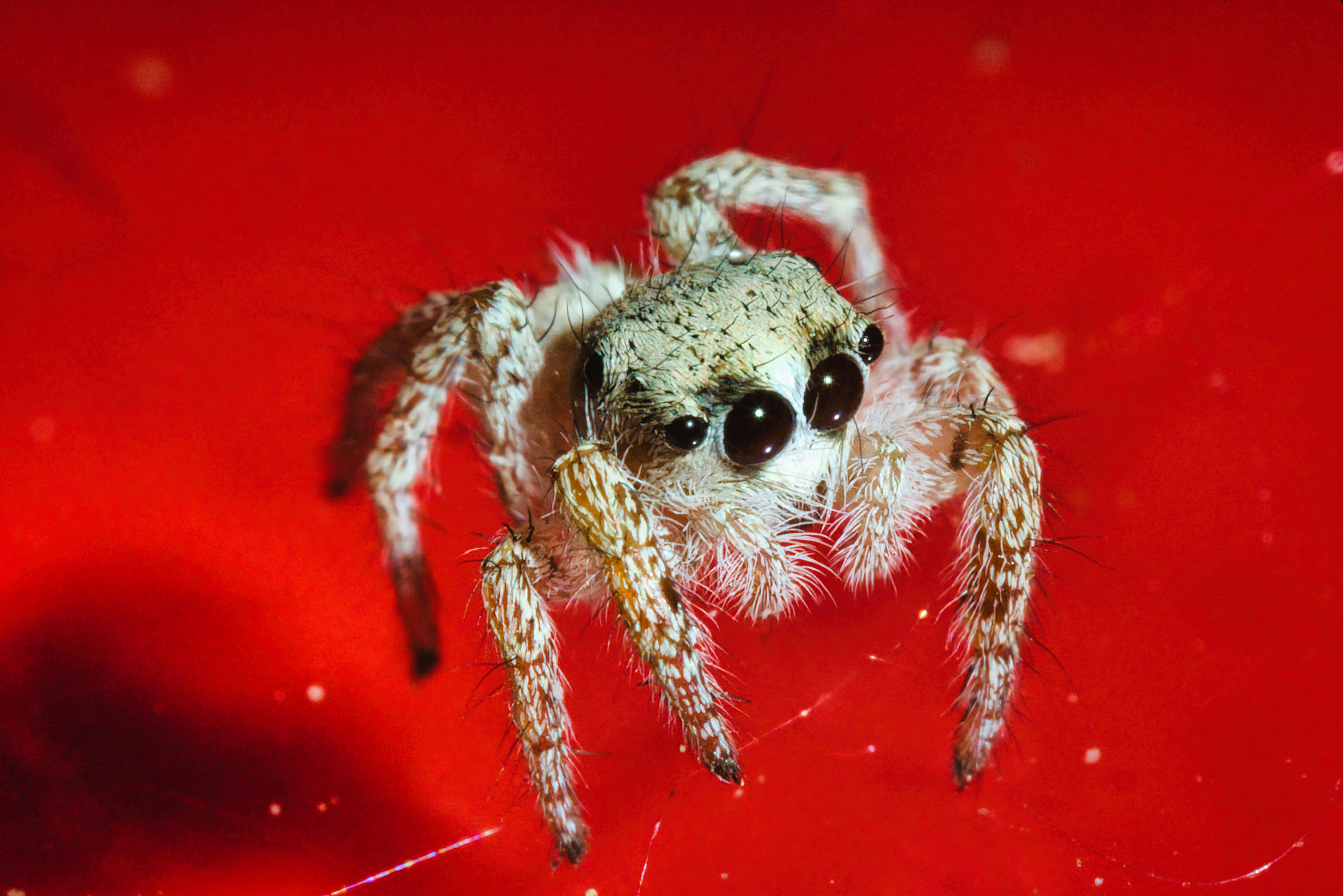 Crimson Spotlight: A Bold Jumping Spider Eyes the Lens