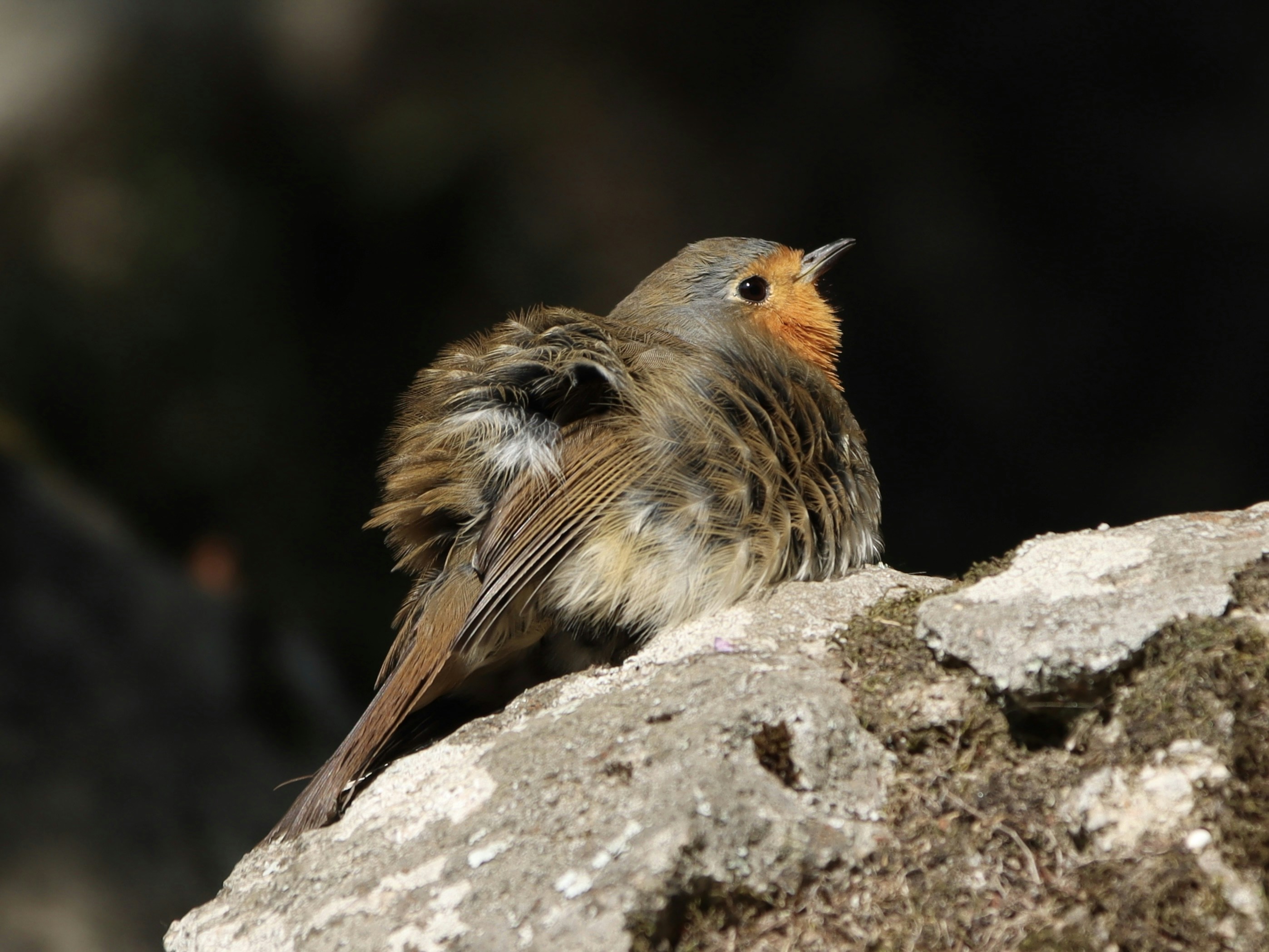 European Robin🇵🇹