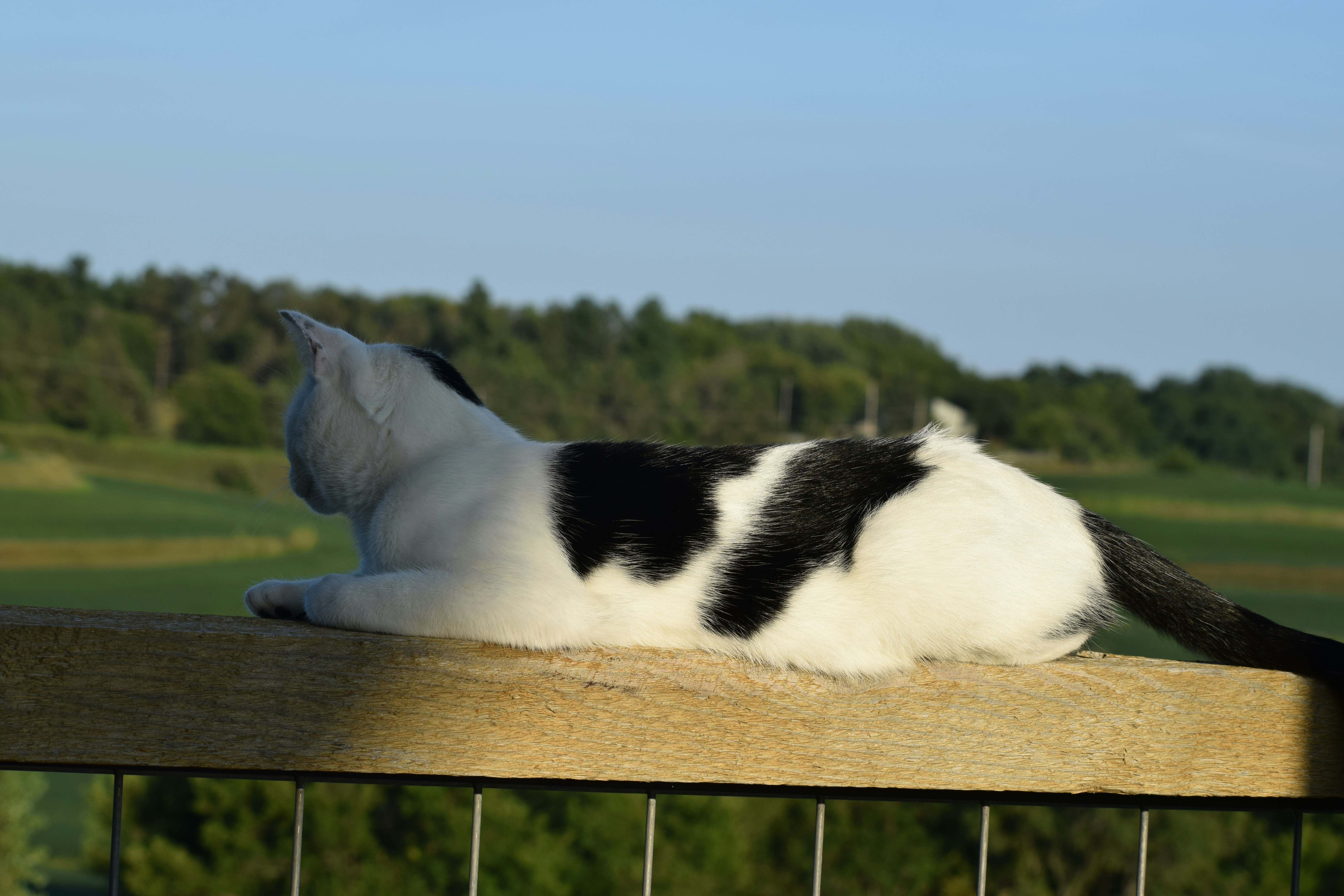 Cat on a Rail: Quiet Contentment in a Sunlit Field