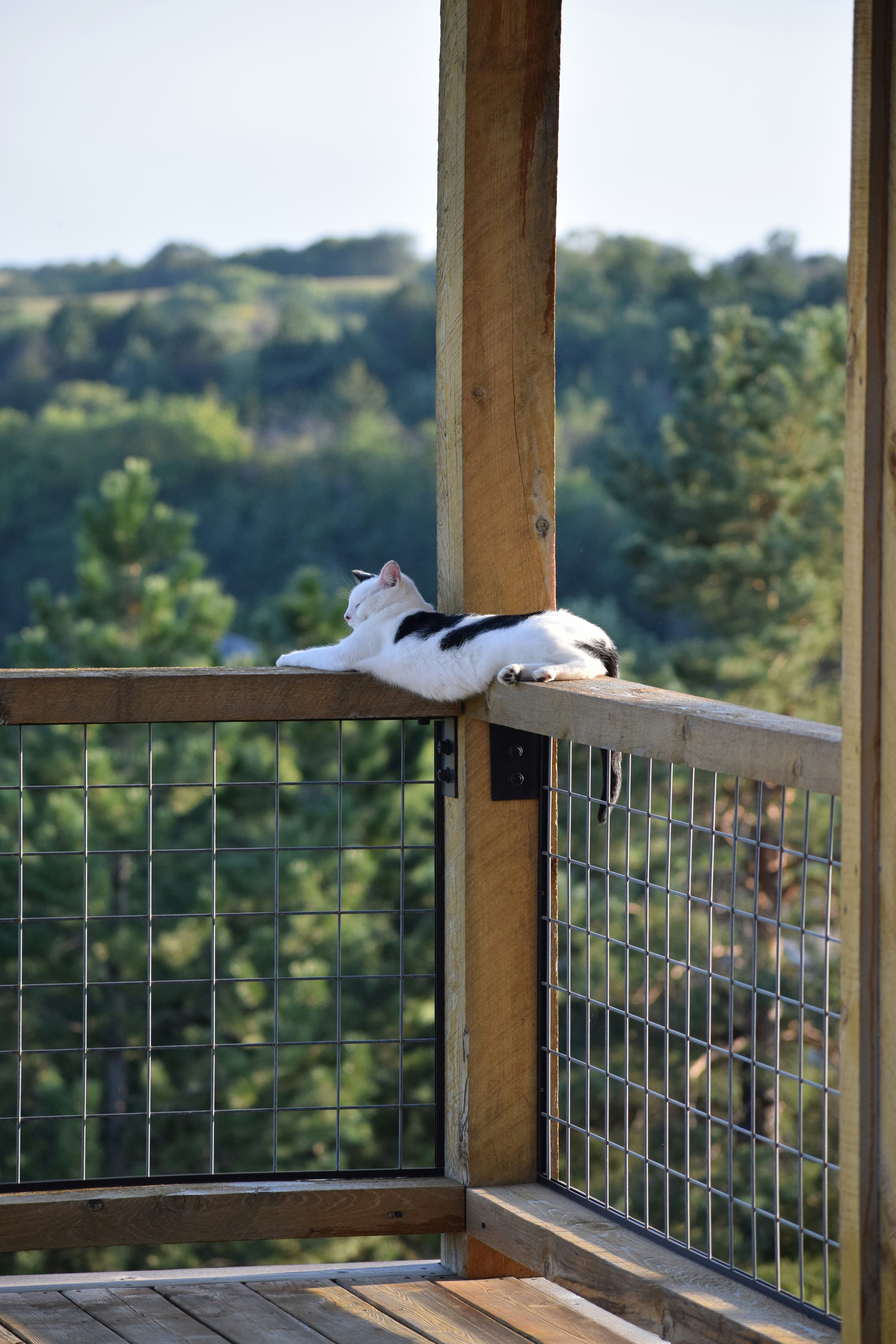 Sunlit Siesta: A Cat Reposes on a Wooden Balcony Rail with a Forest Backdrop