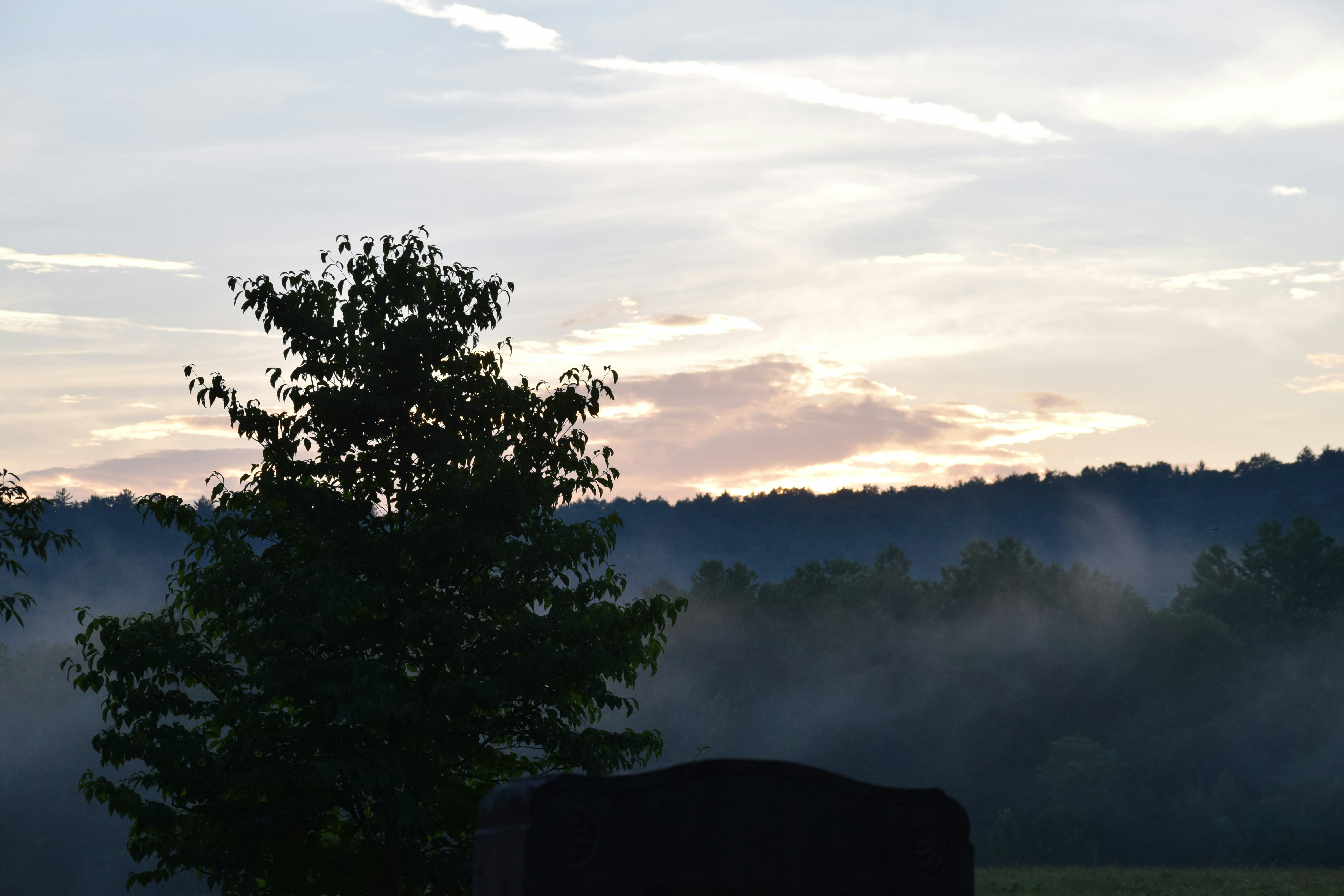 Dawn Mist Over a Silhouetted Tree