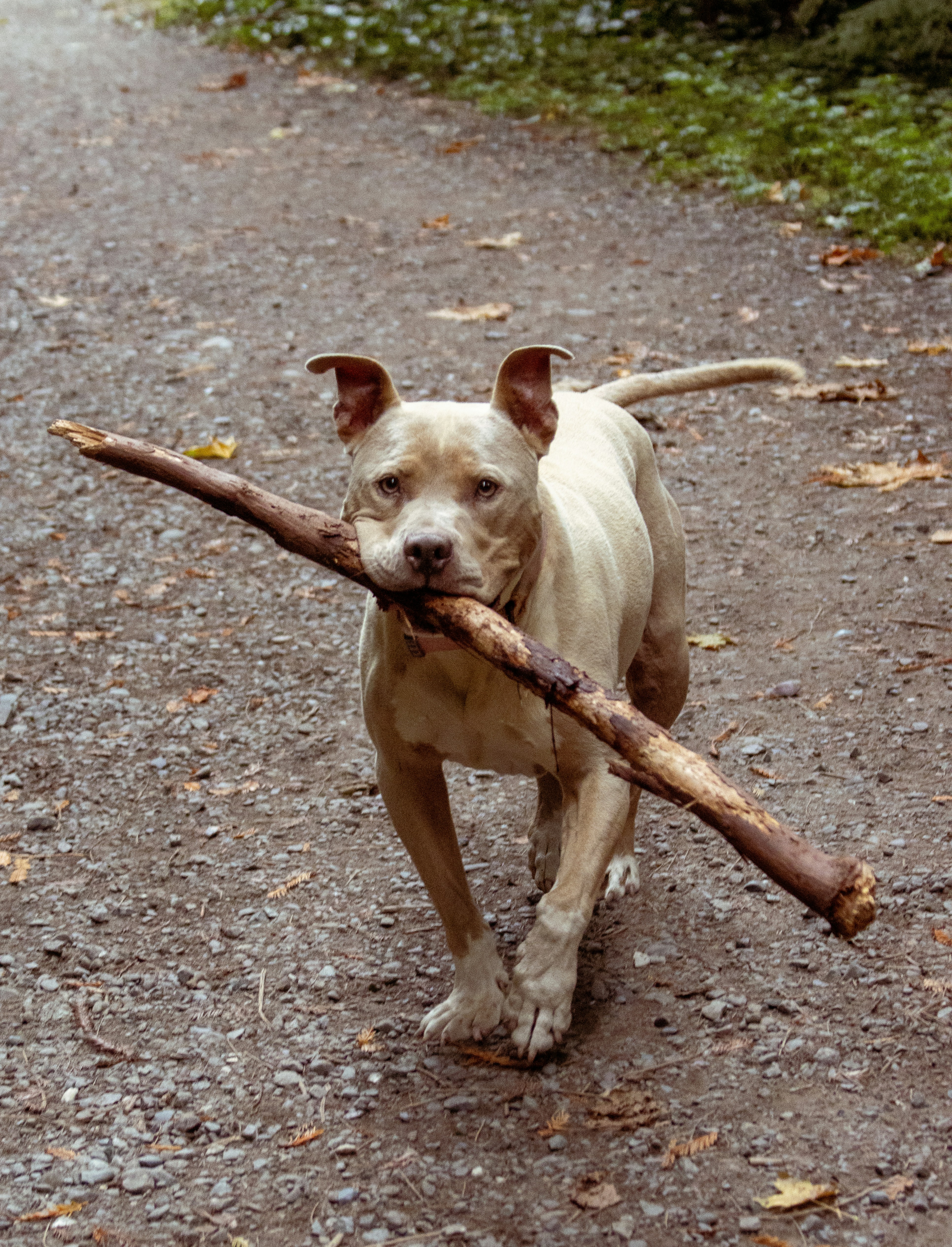 Trailbound Pup Grips a Long Branch on a Gravel Path
