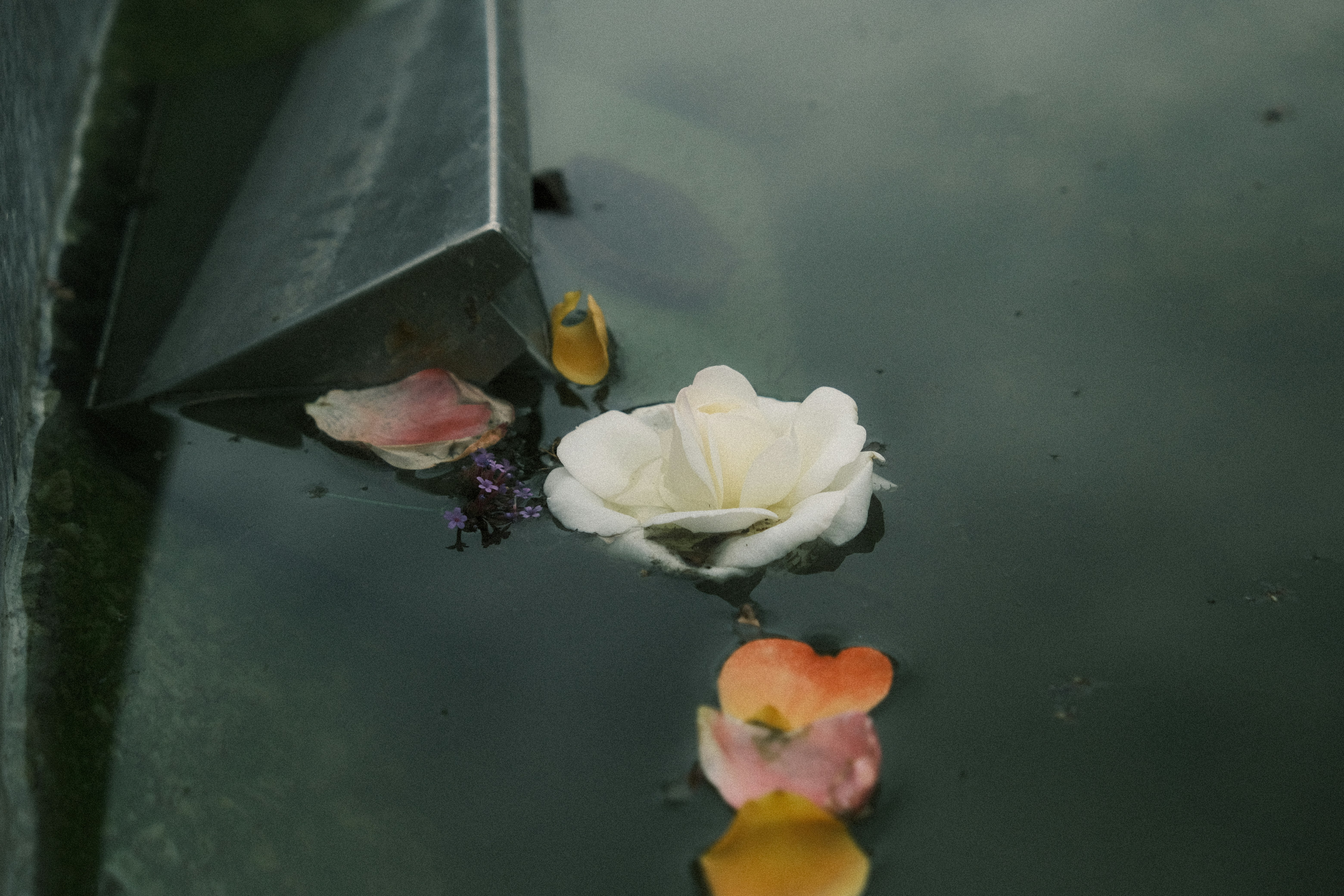 White Bloom Drift in a Dusky Water Mirror