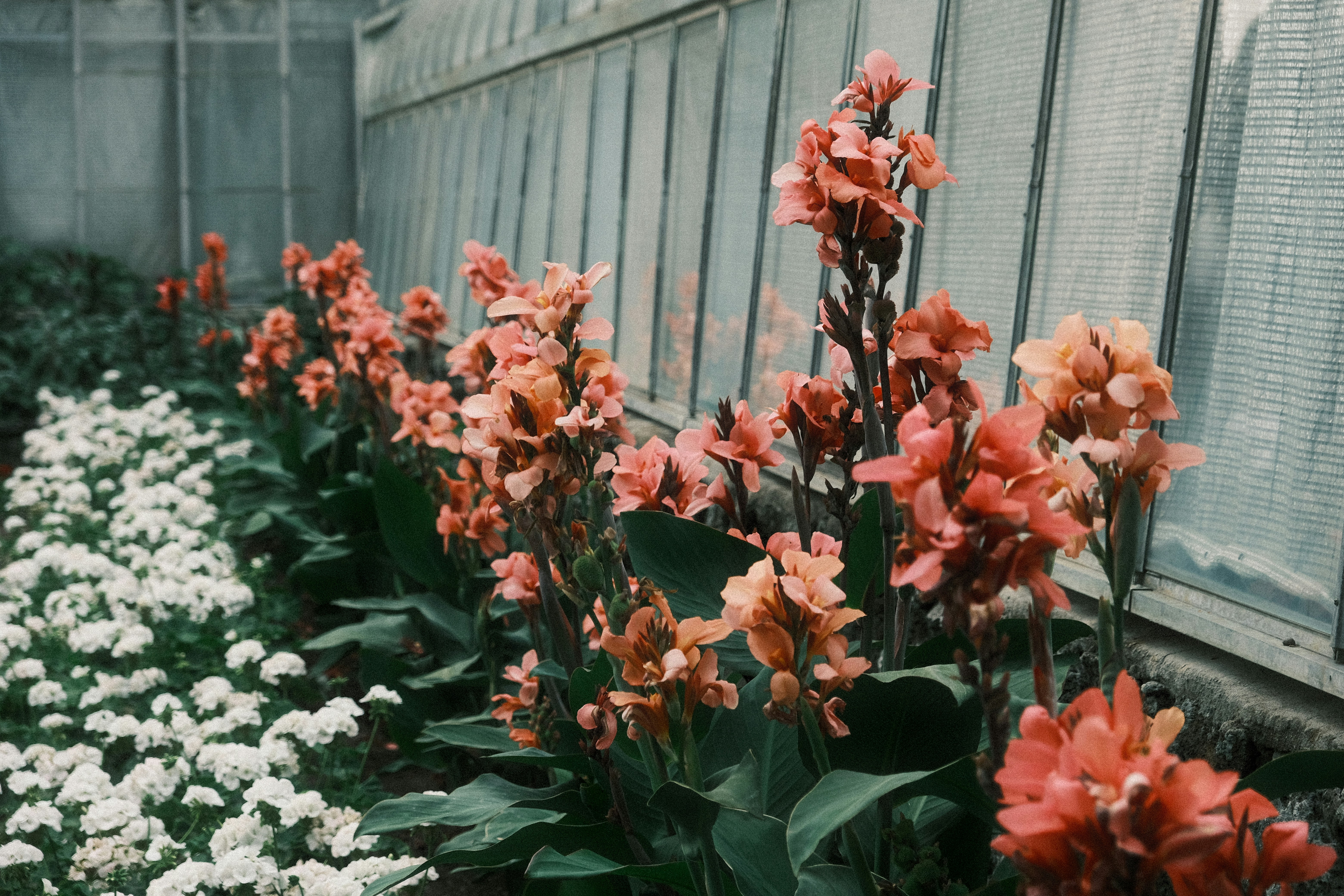 A bunch of flowers that are in a greenhouse photo – Free Gaiser ...
