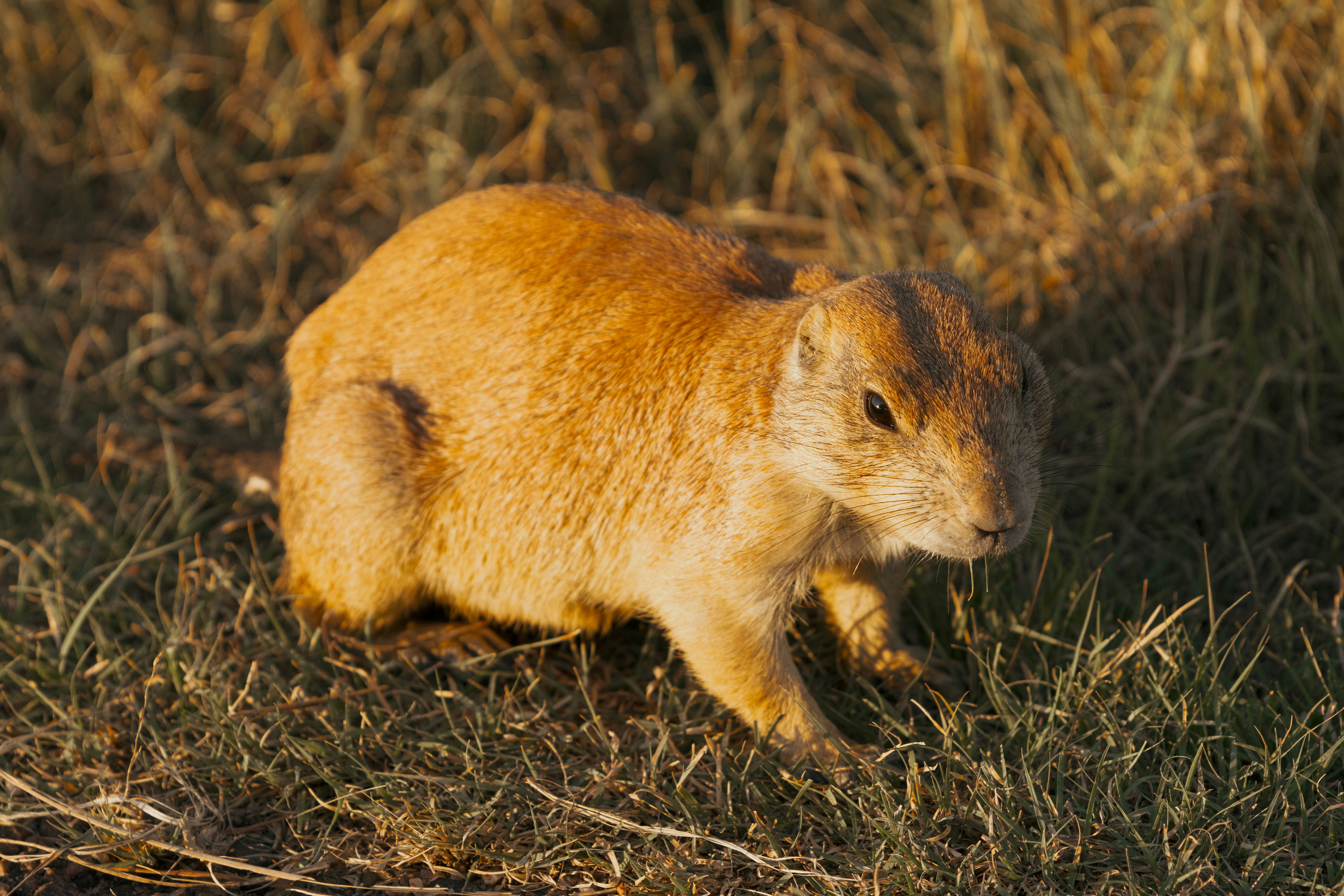 A small rodent walking through a grassy field photo – Free Animal Image ...