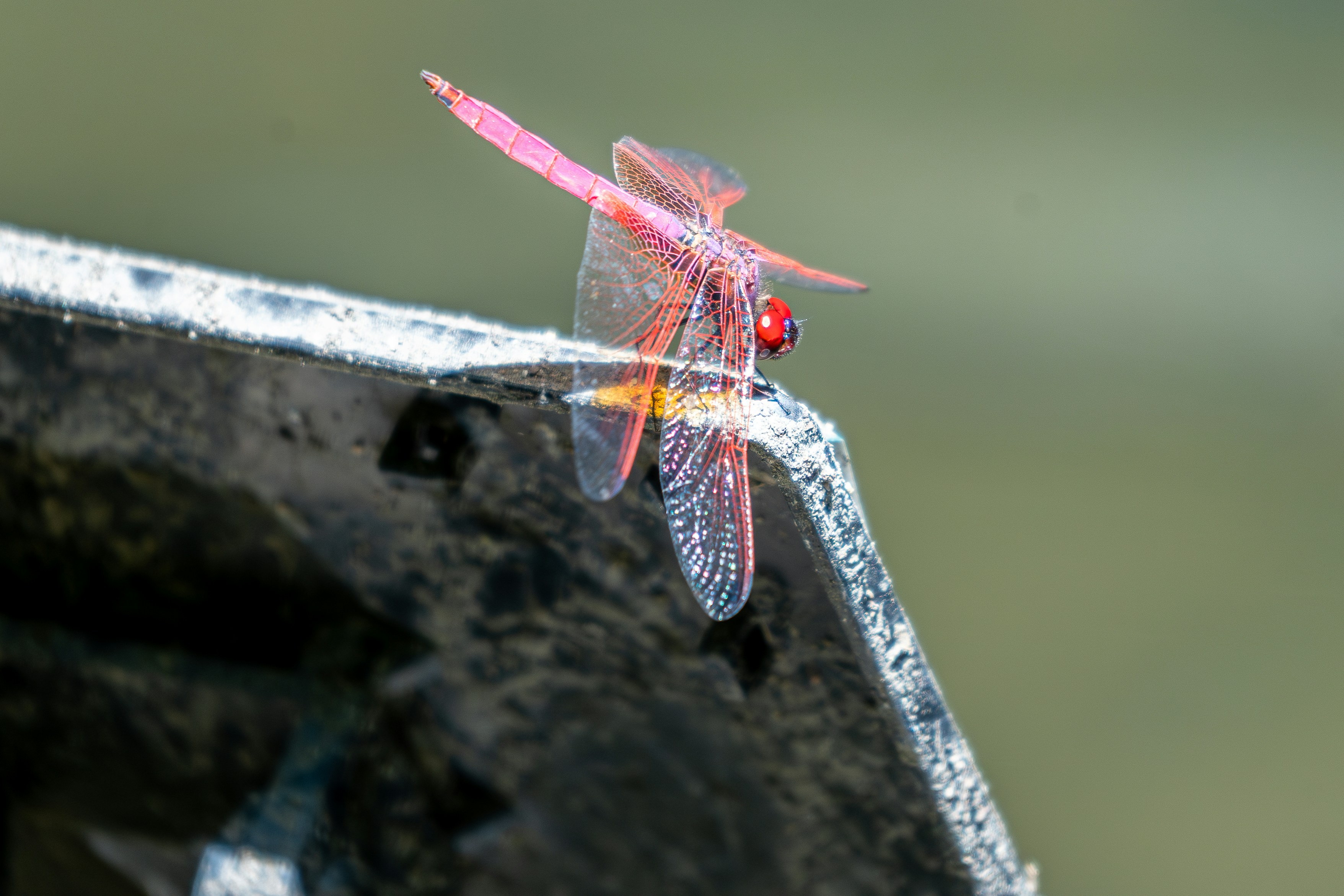 A red dragonfly sitting on top of a piece of metal