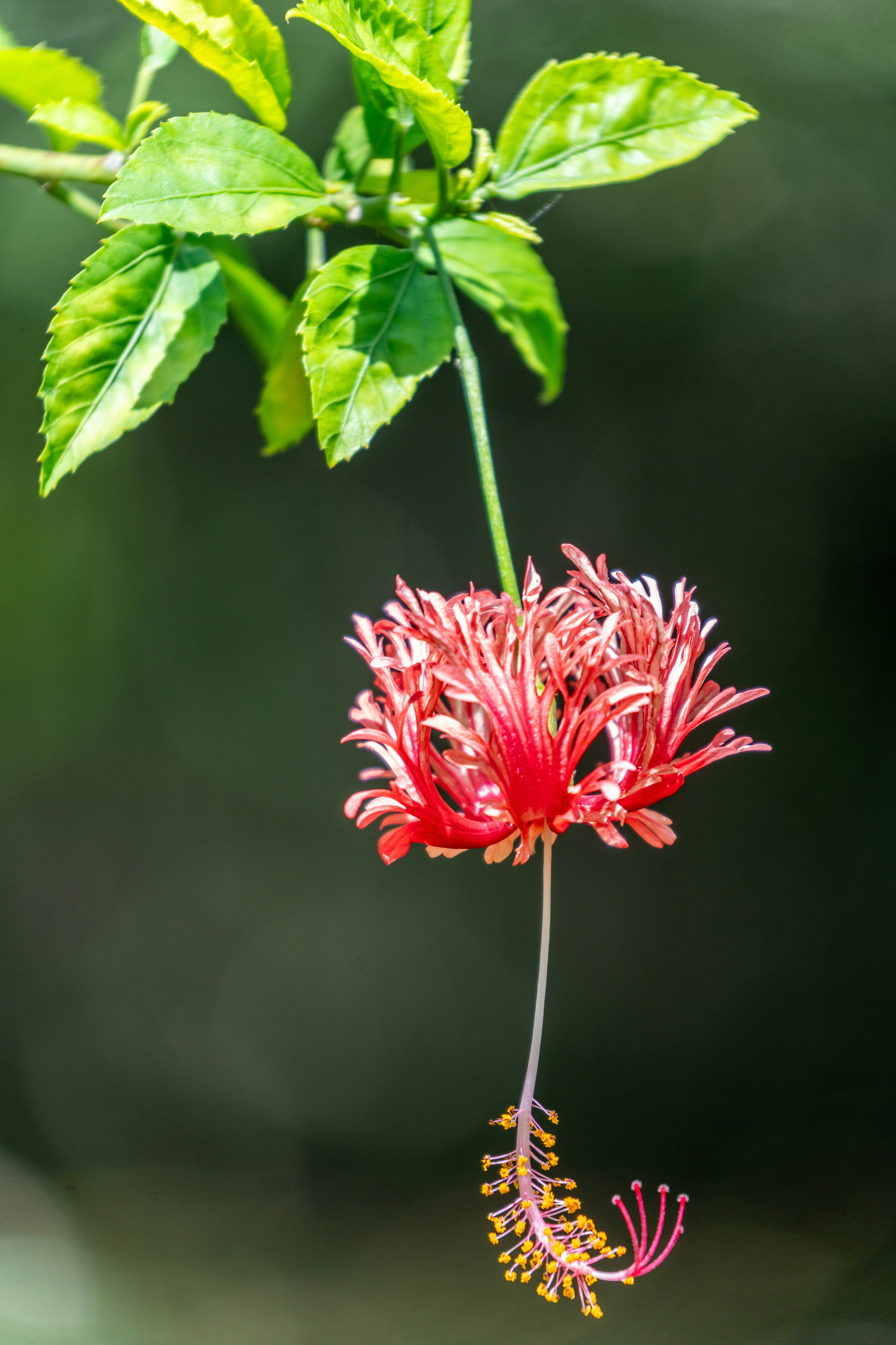 Crimson Lace Hibiscus in Focus under Dappled Sun