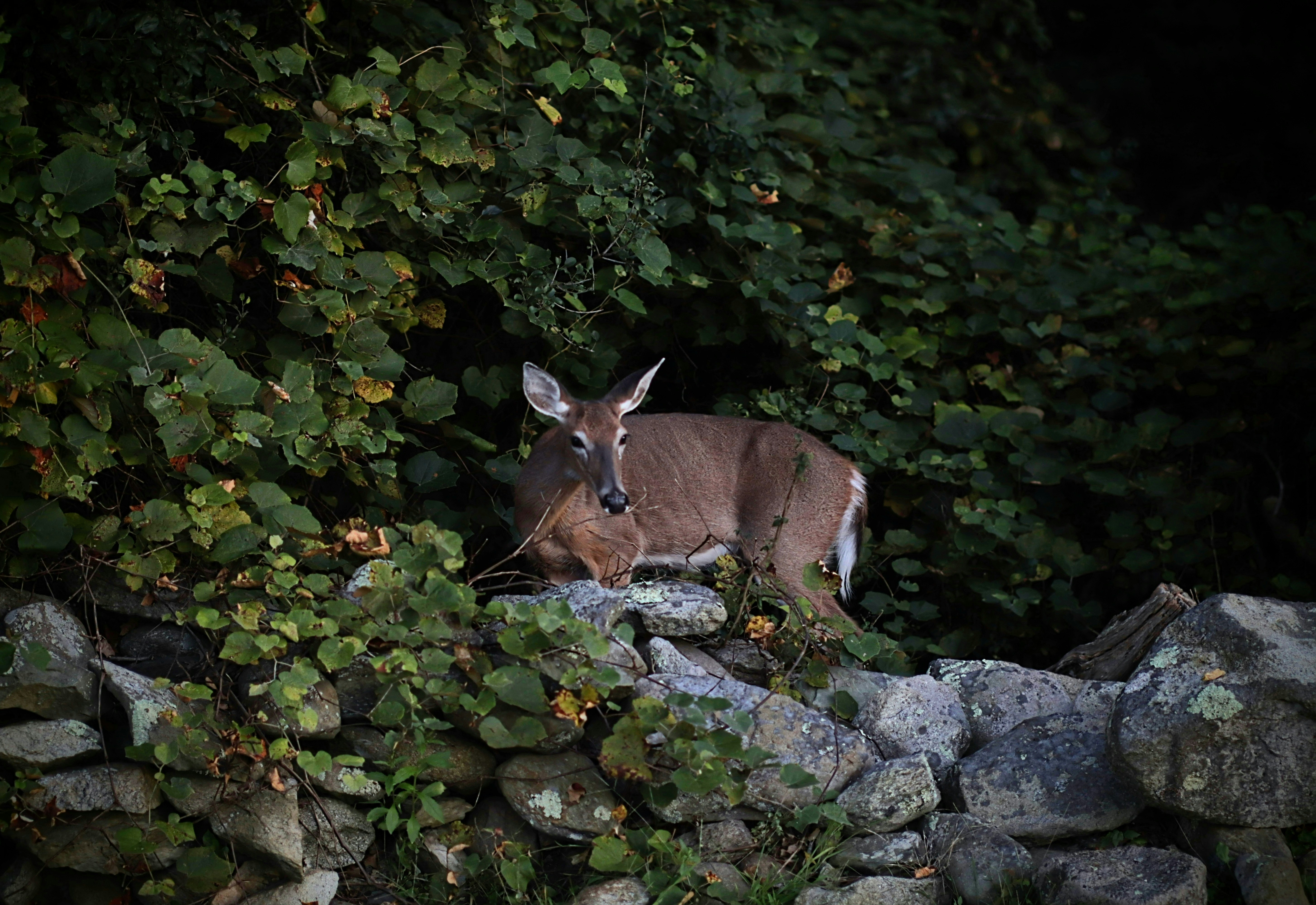 Deer on the Mossy Verge: A Quiet Forest Moment Among Stones
