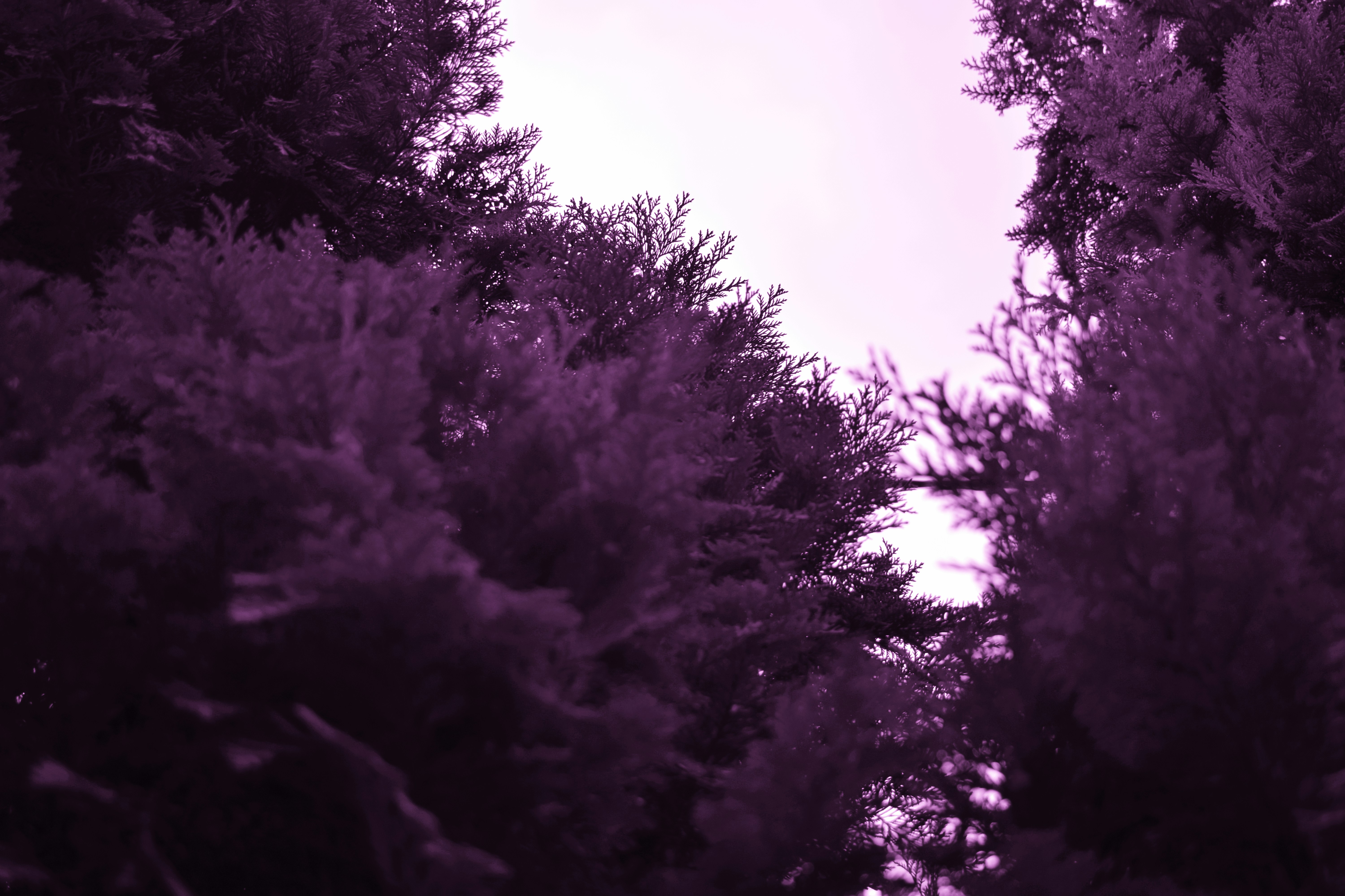 A view of trees from the ground looking up at the sky photo – Free ...