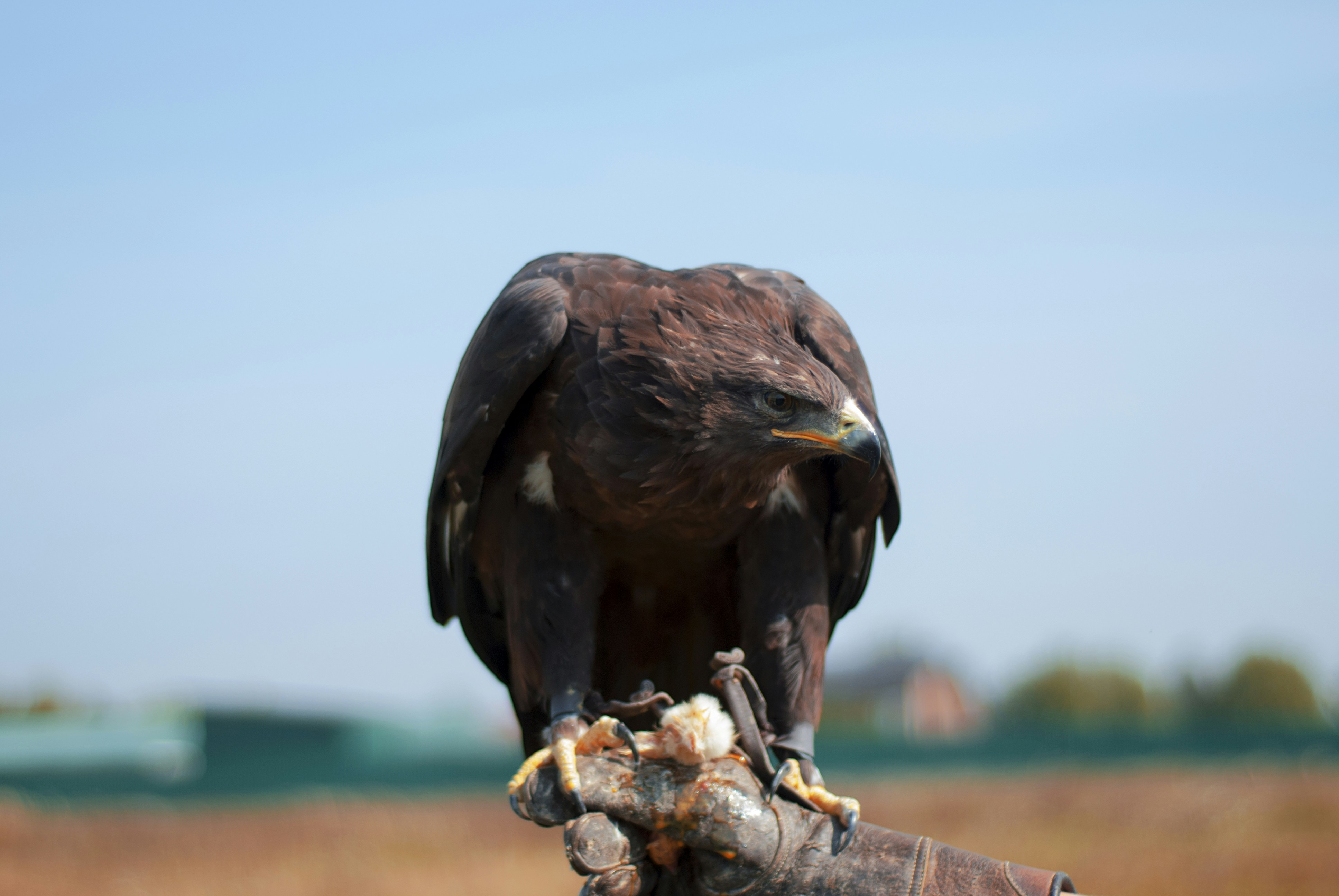 The look of a bird of prey
