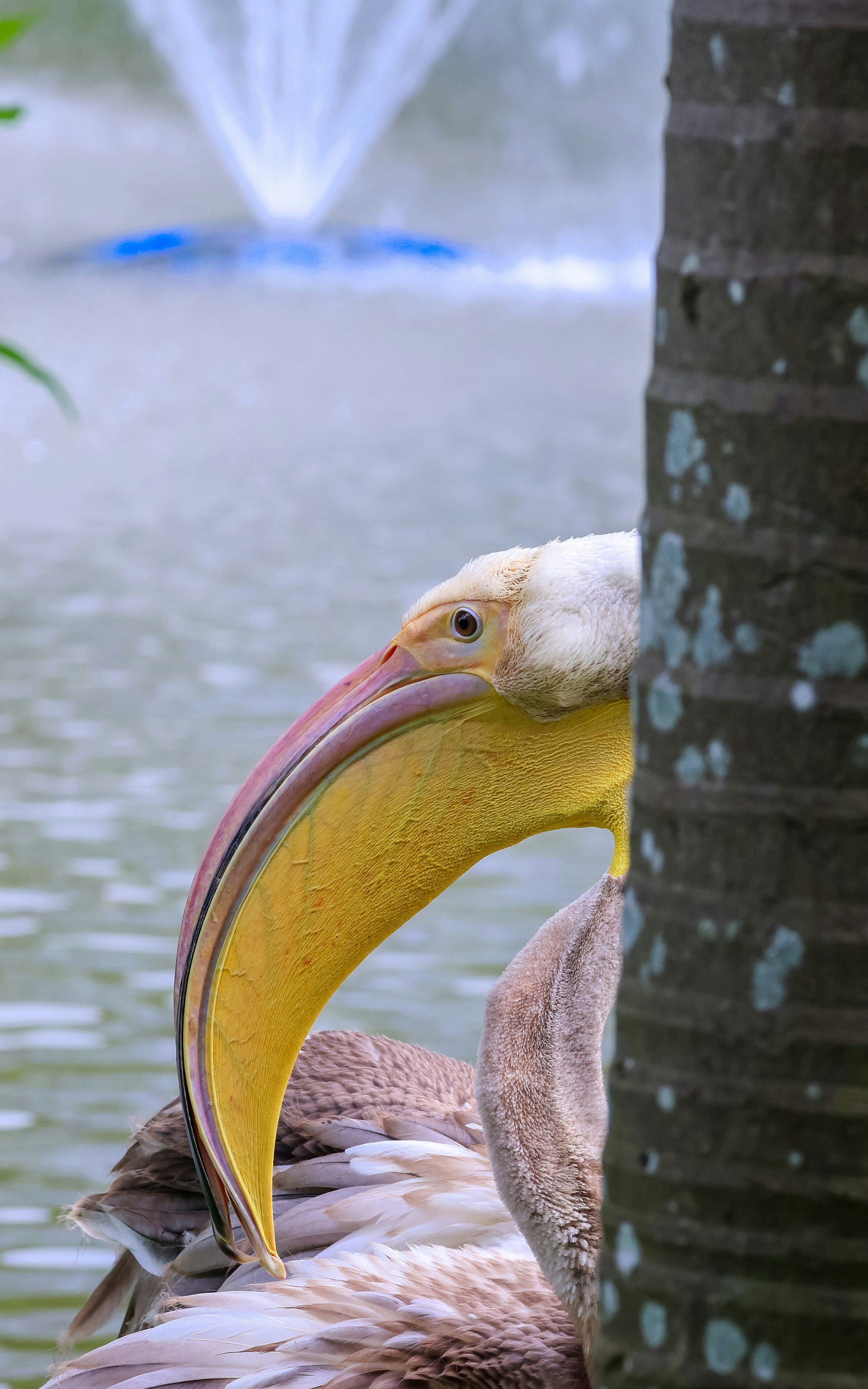 Hidden Beacon by the Pond: Pelican Peeks from Behind a Trunk