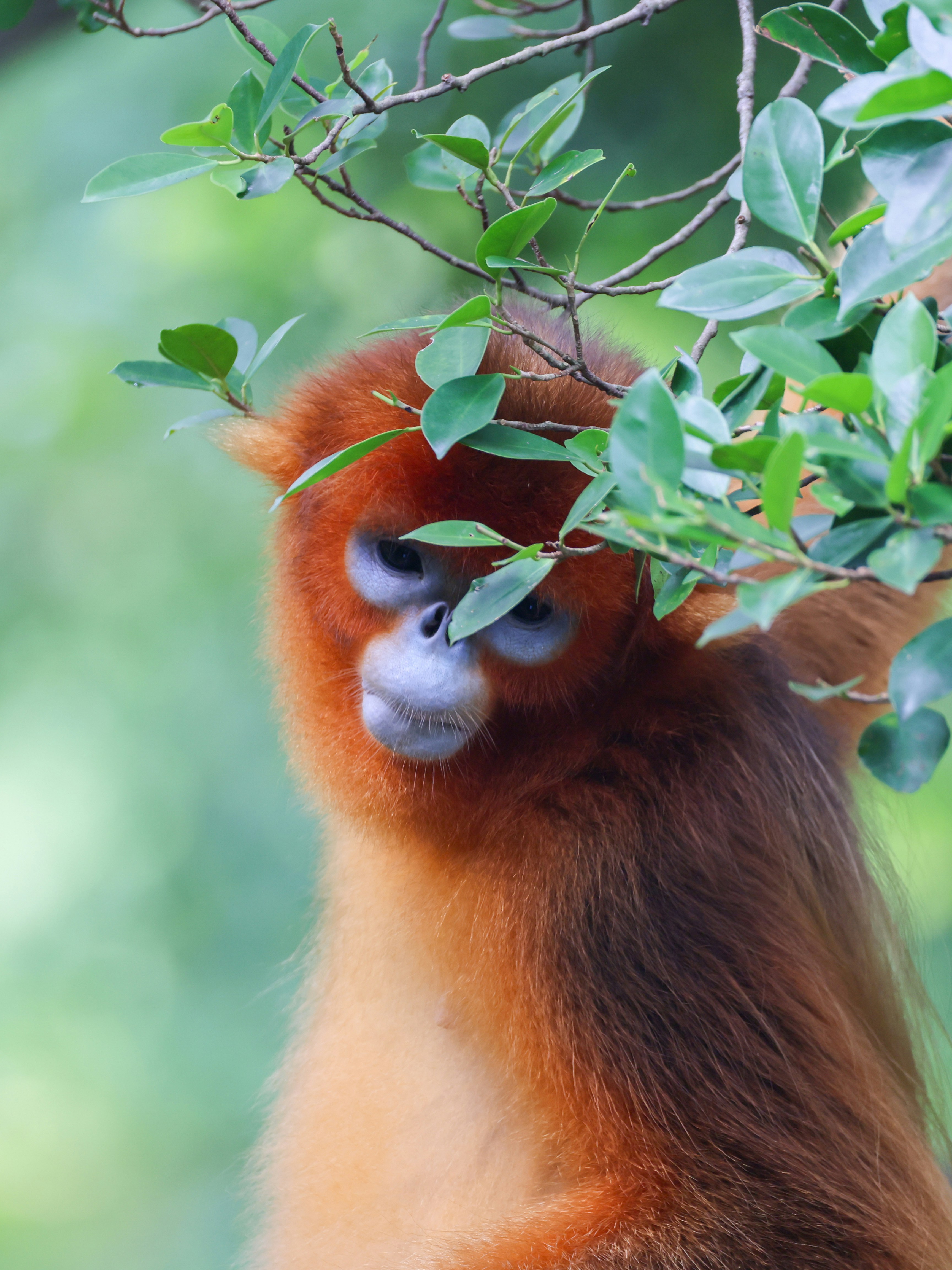A red monkey hanging from a tree branch photo – Free Animal Image on ...