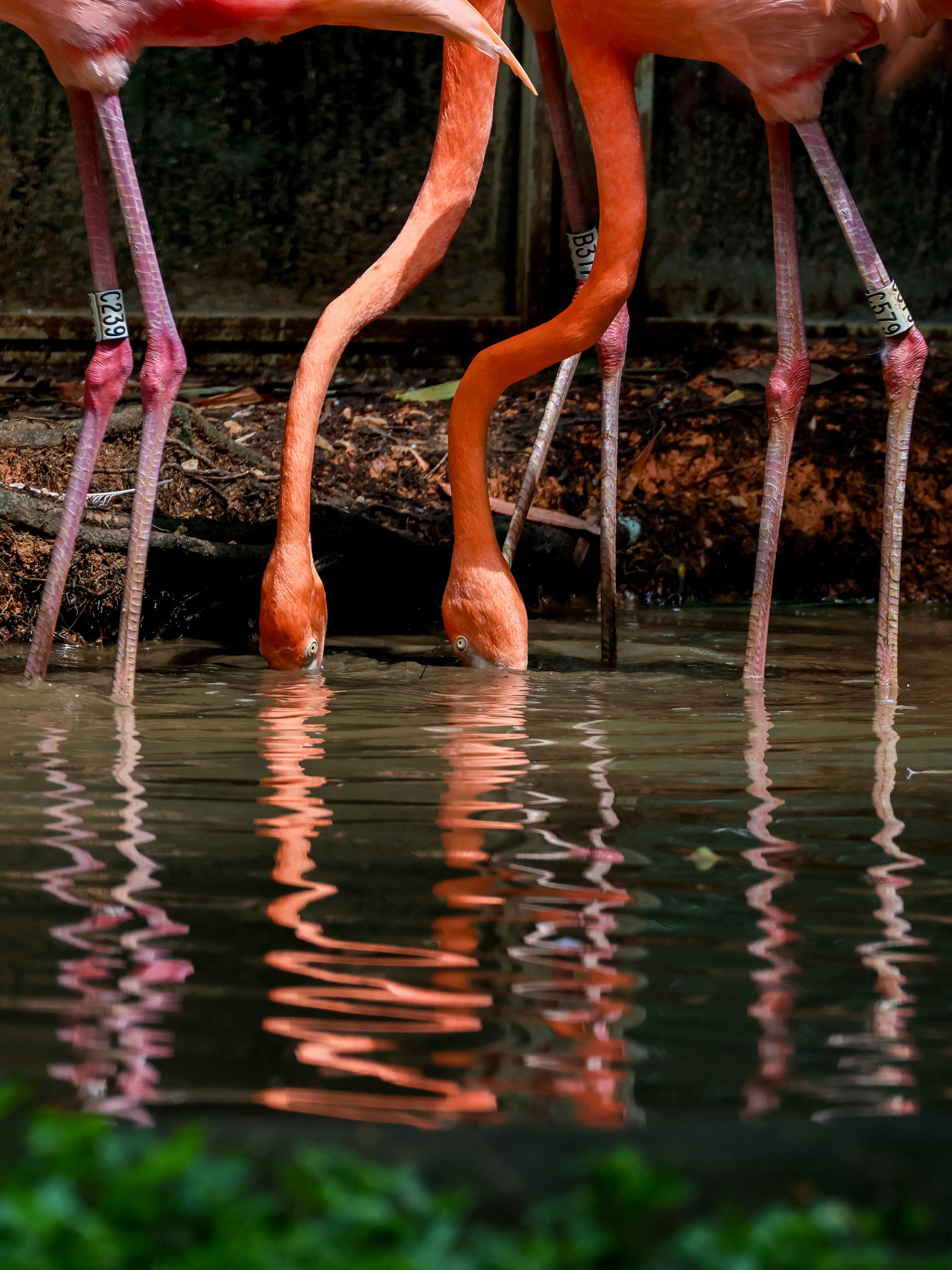 A group of flamingos standing in a body of water photo – Free Animal ...