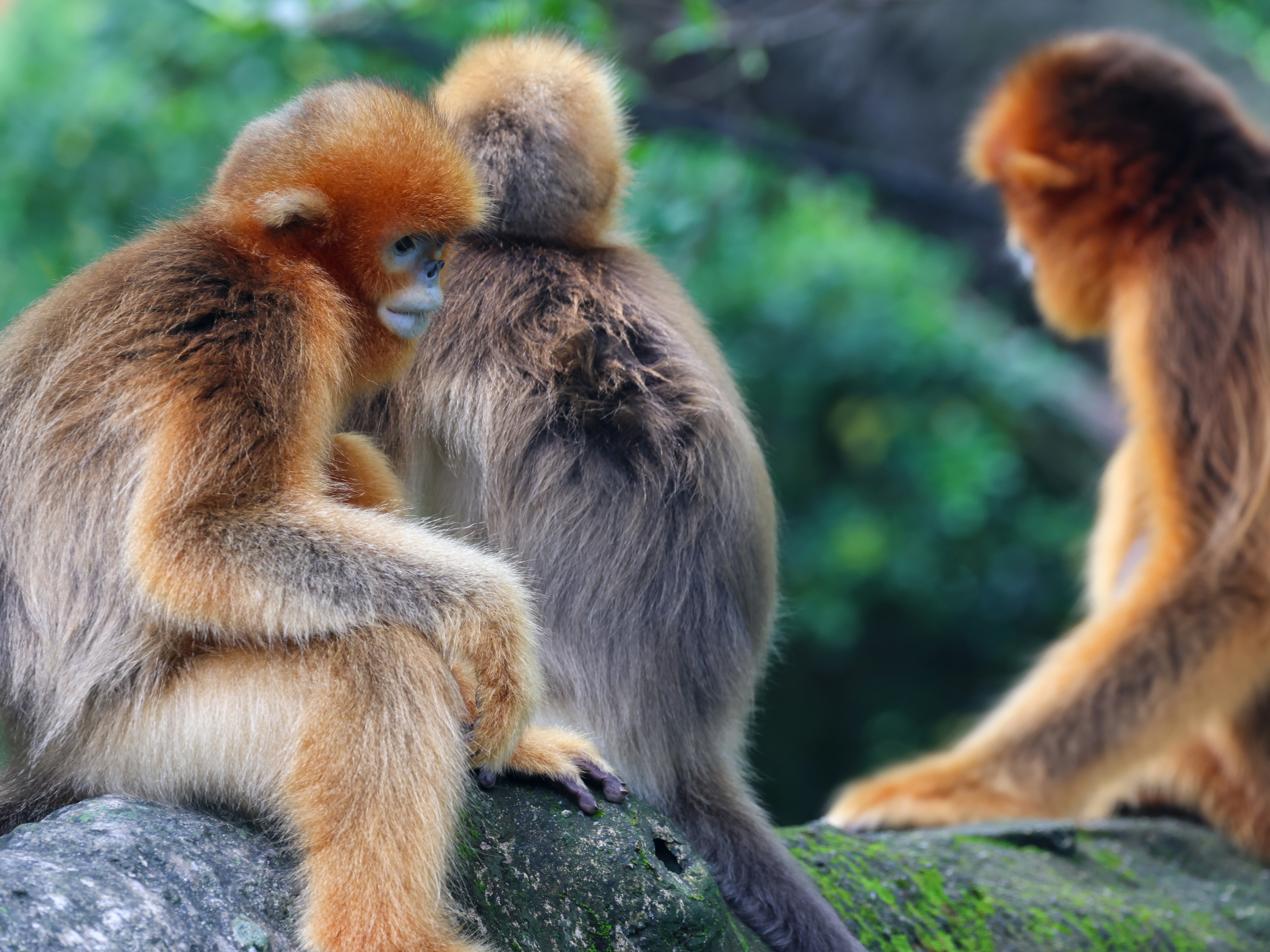 Quiet Exchange on a Mossy Rock: Orangutans in Dappled Shade