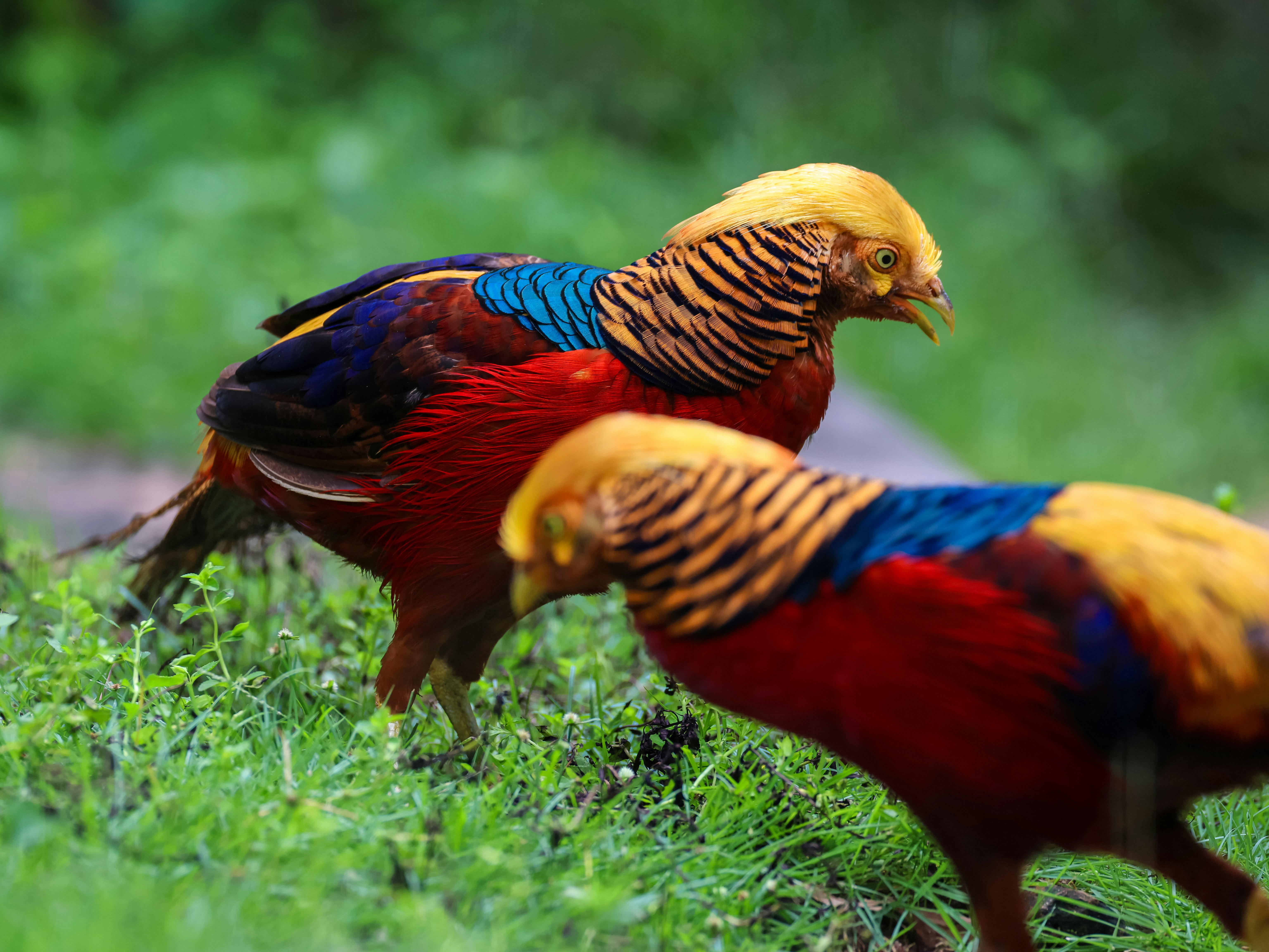 Emerald Meadow Rendezvous: Golden Pheasants in a Sunlit Glade