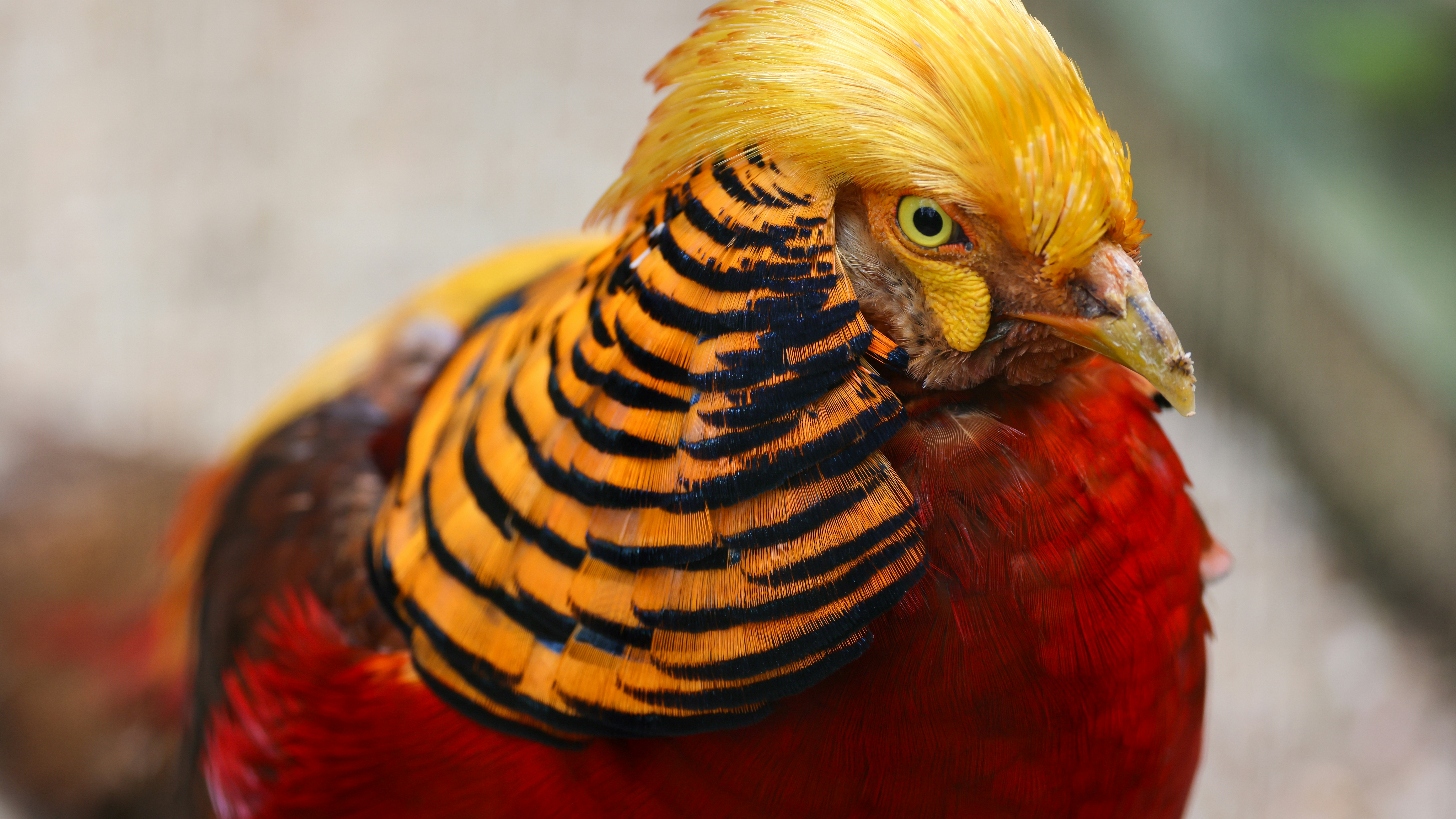 Gold Crown, Striped Neck: A Close-Up Portrait of a Golden Pheasant