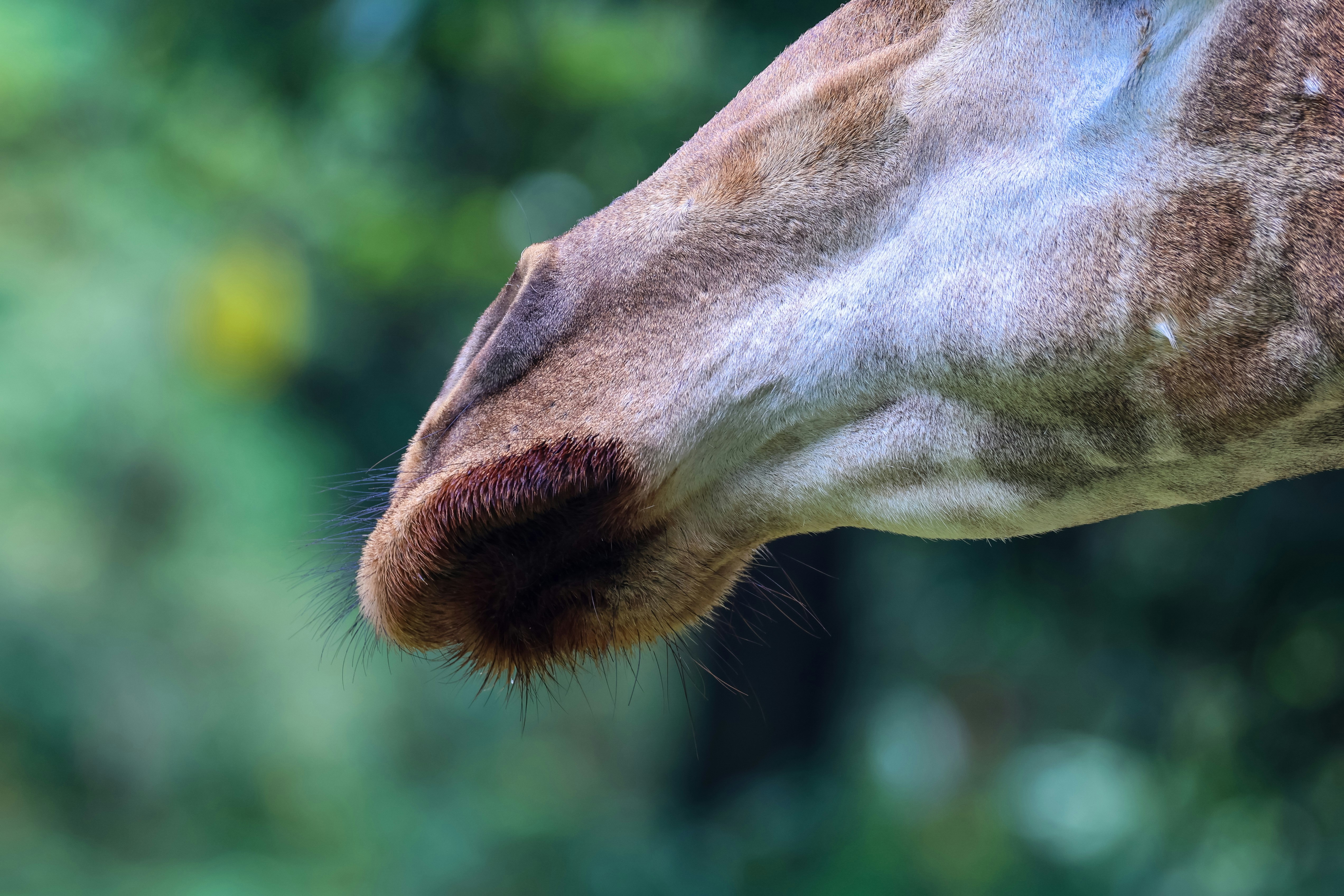 Velvet Snout at the Edge: A Close-Up of a Giraffe's Muzzle