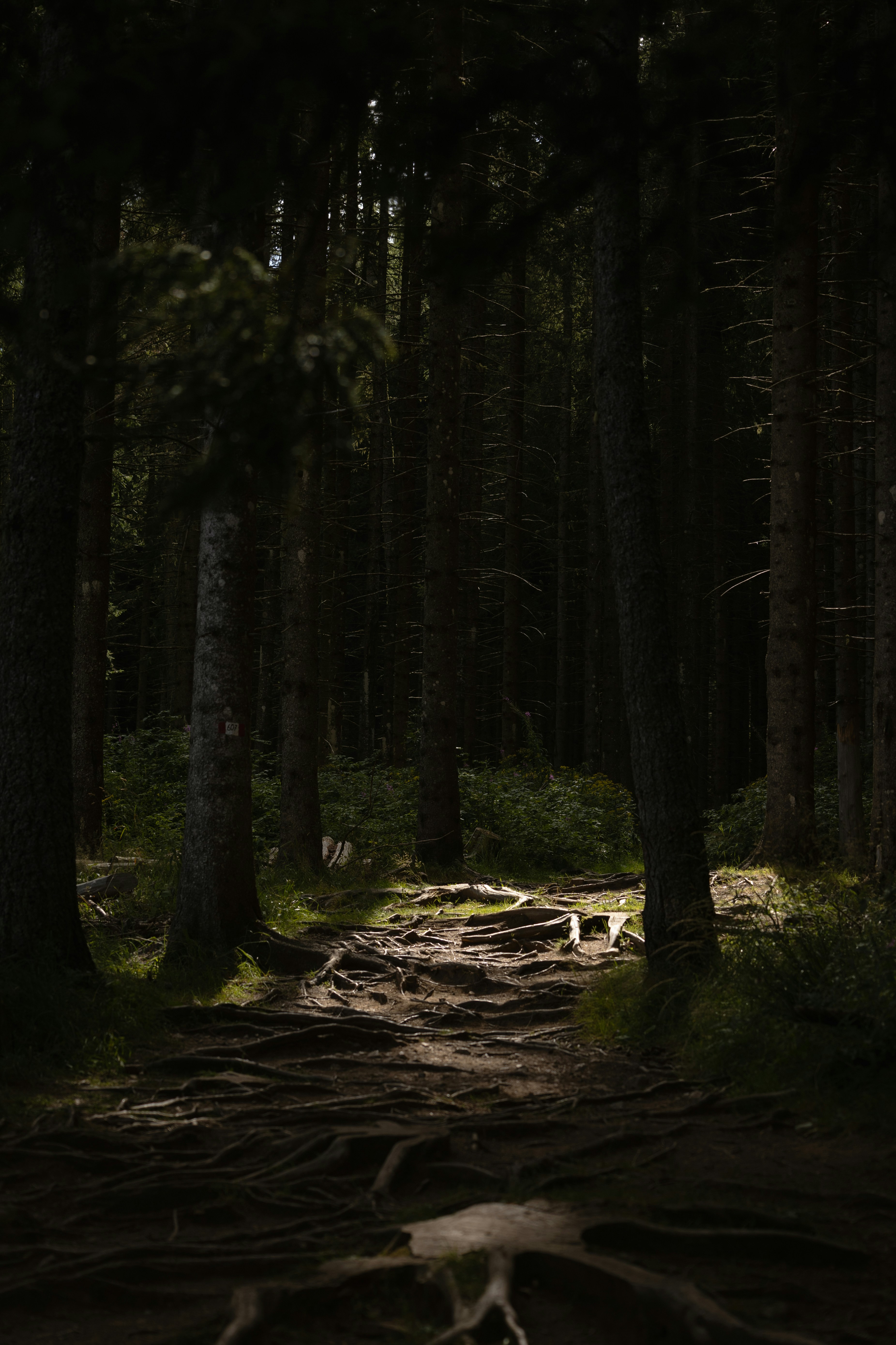 Ray of Nightlight on a Root-Tangled Forest Trail